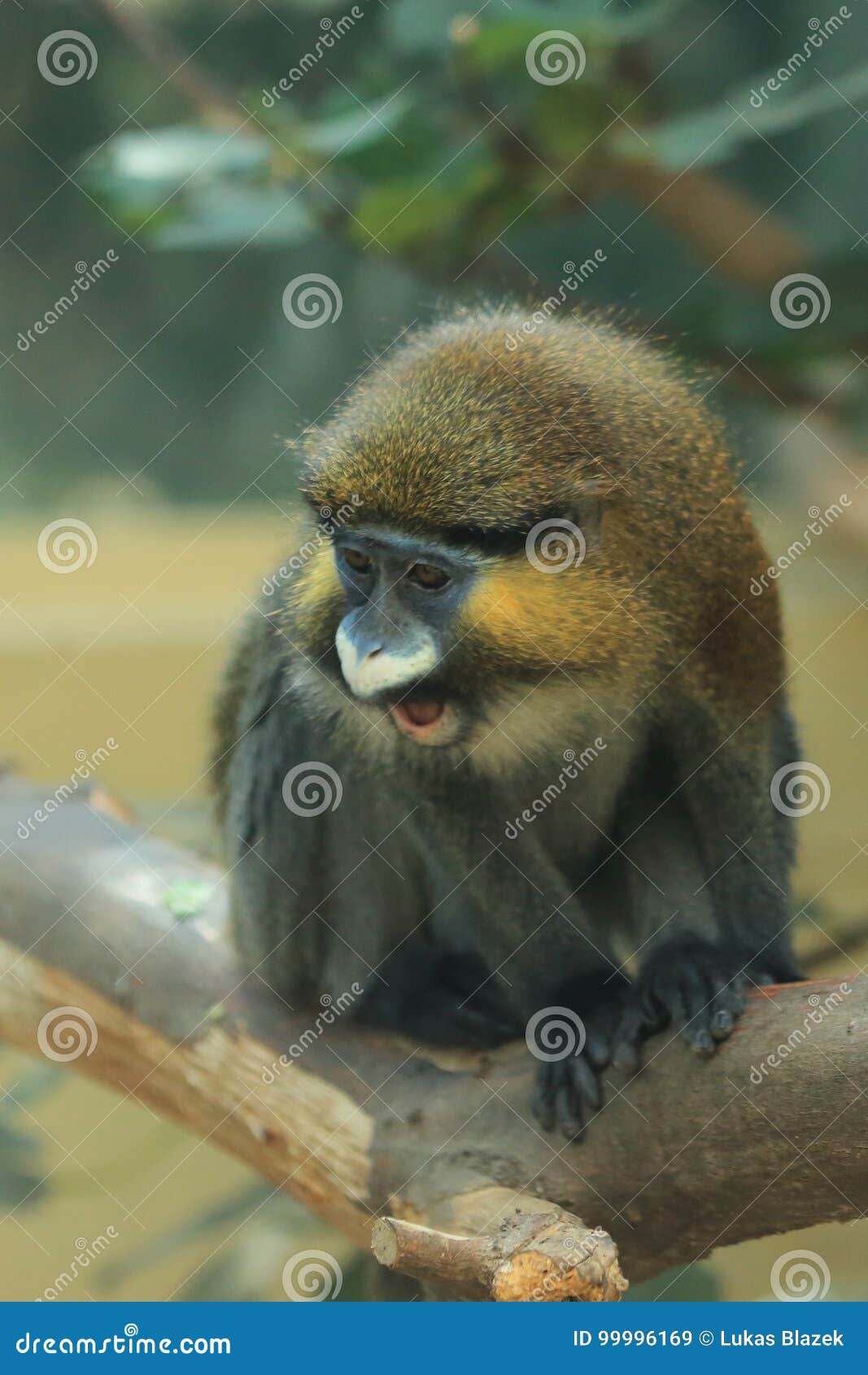 Moustached guenon stock image. Image of moustached, primate - 99996169