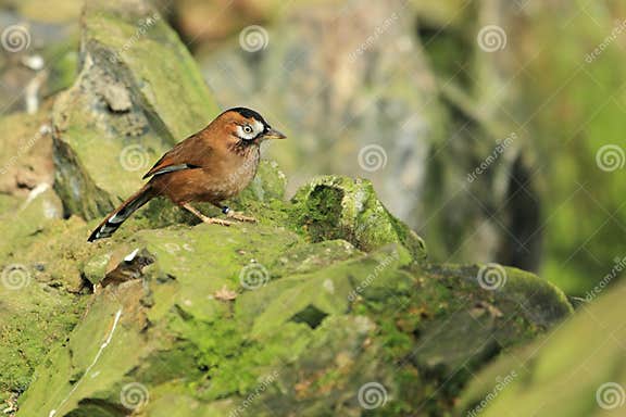 Moustached laughingthrush stock image. Image of world - 29920803