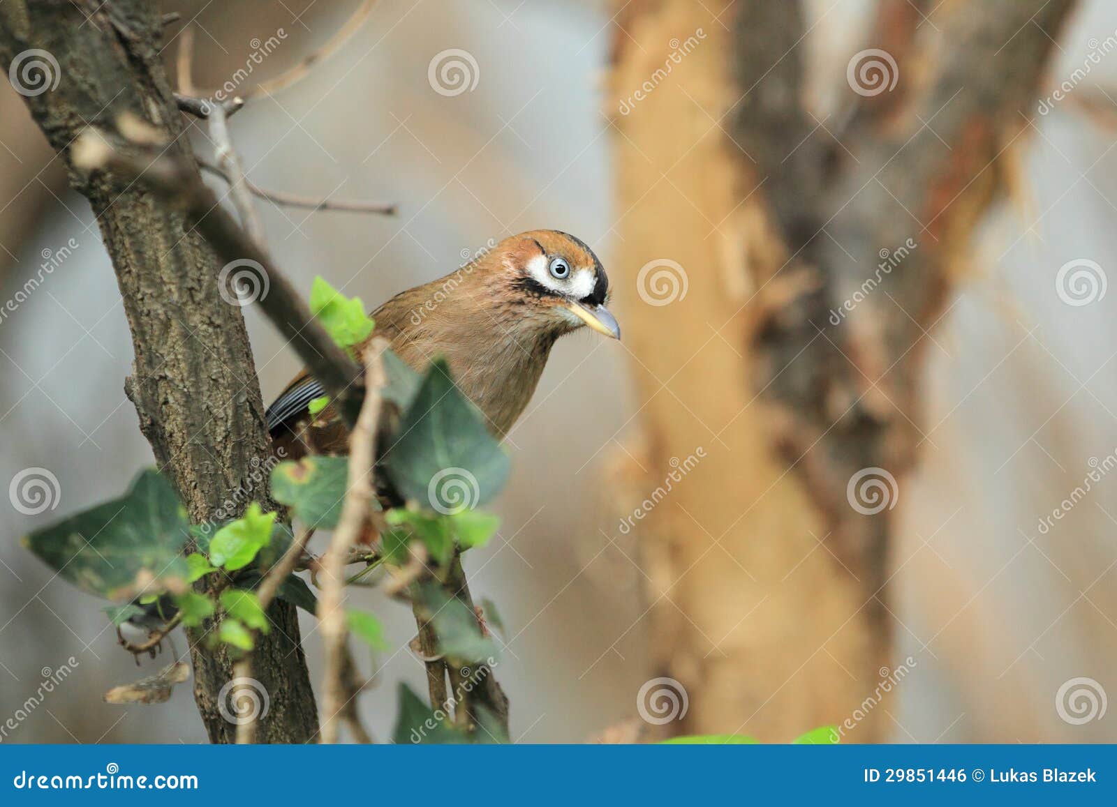 Moustached laughingthrush stock photo. Image of tree - 29851446