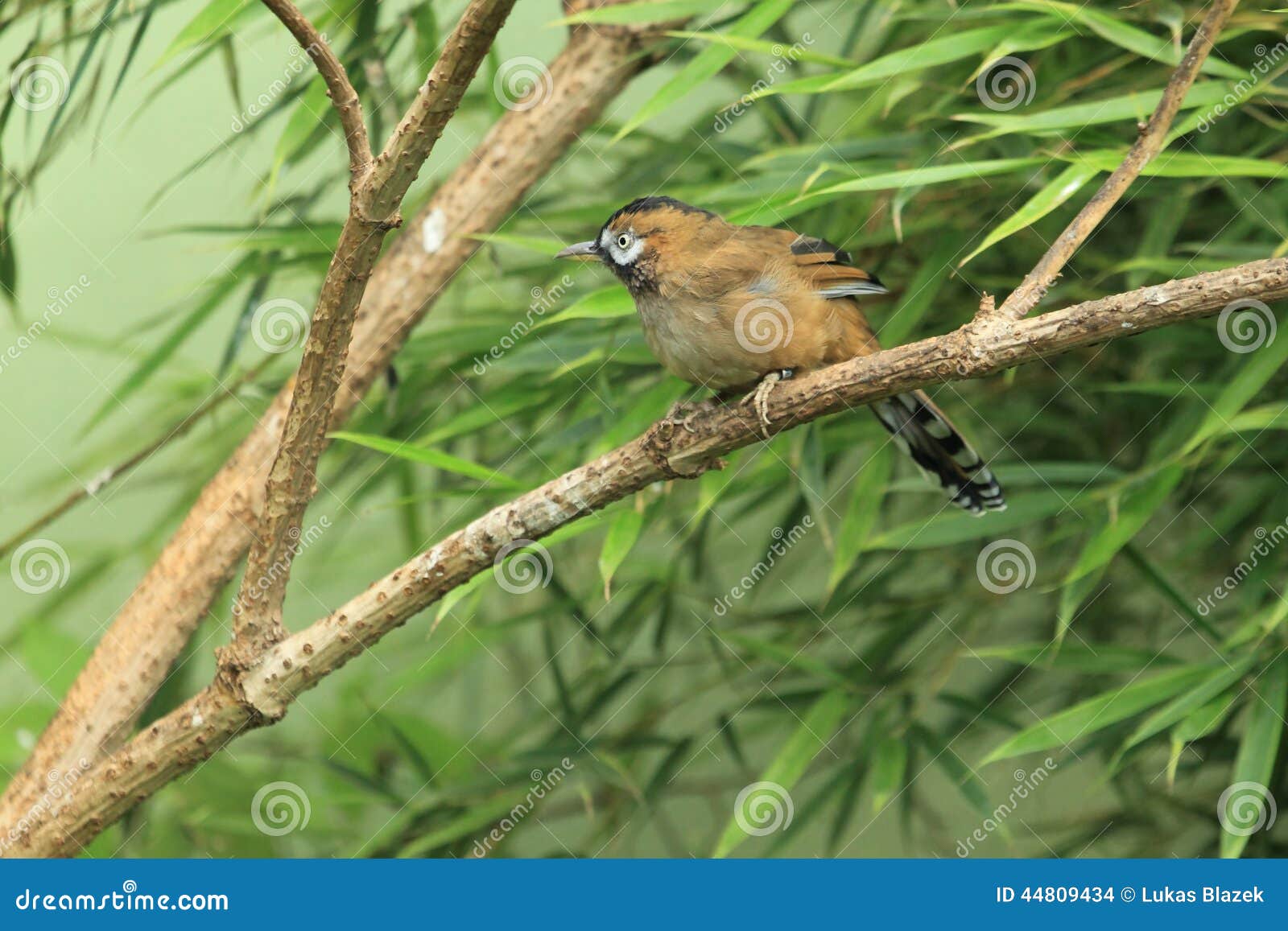 Moustached laughingthrush stock photo. Image of world - 44809434