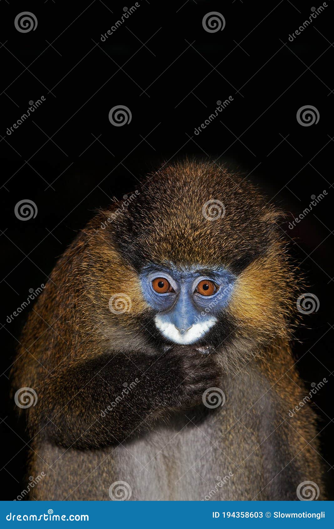 MOUSTACHED MONKEY or MUSTACHED MONKEY Cercopithecus Cephus EATING ...