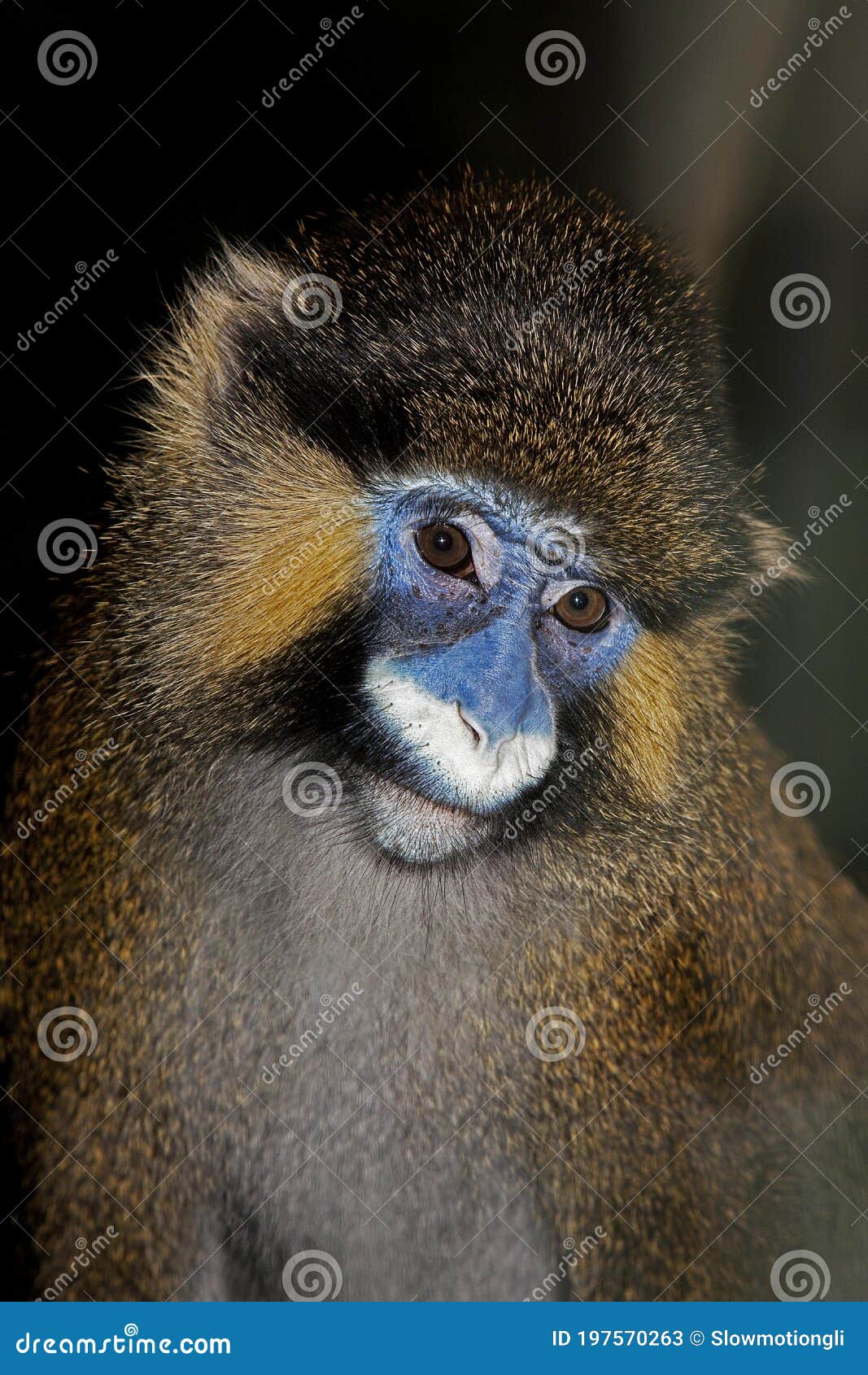Moustached Monkey Or Mustached Monkey, Cercopithecus Cephus, Portrait ...