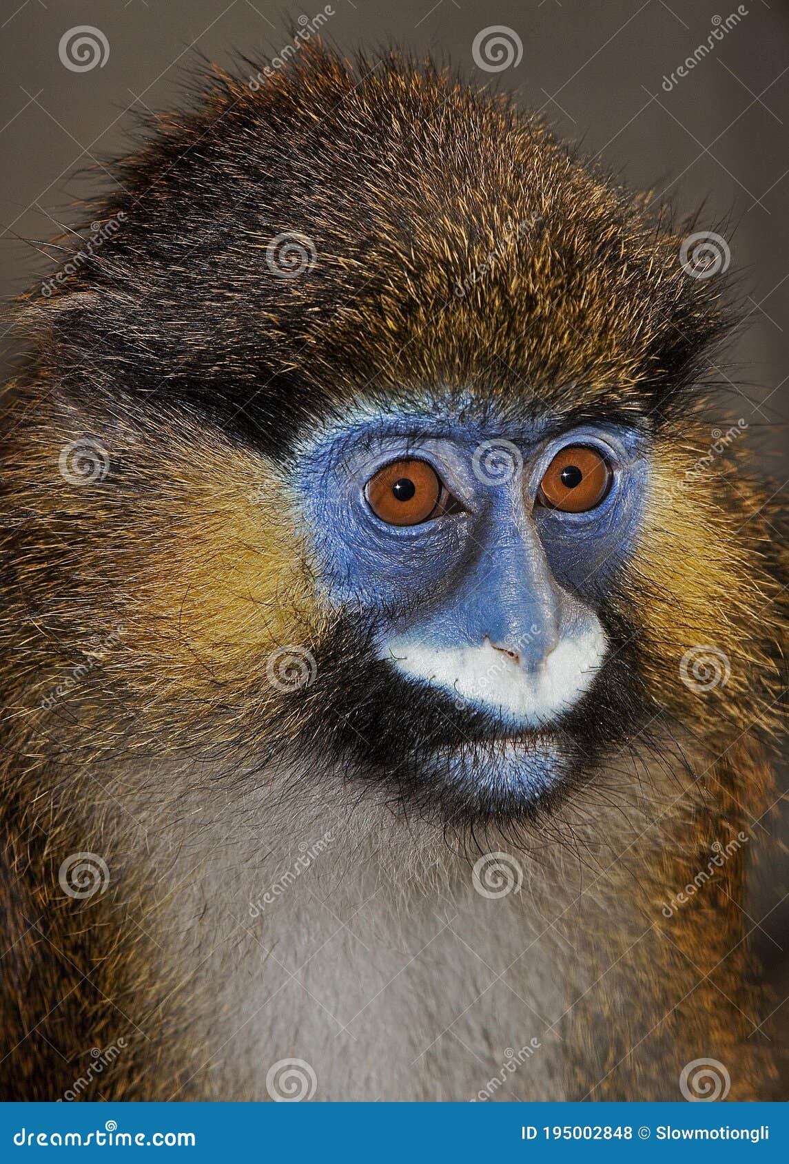 MOUSTACHED MONKEY or MUSTACHED MONKEY Cercopithecus Cephus, PORTRAIT of ...