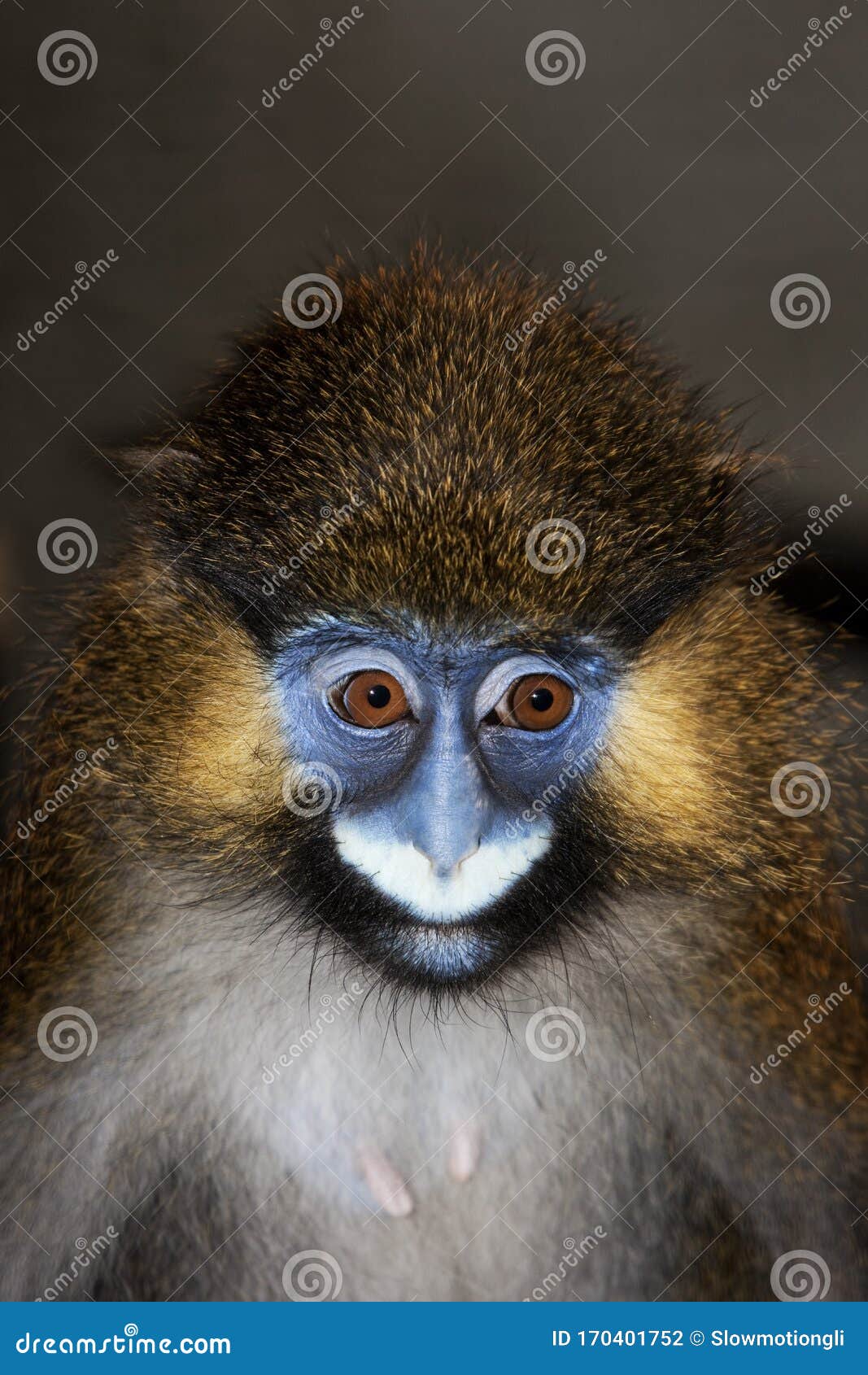 MOUSTAC BLEU Cercopithecus Cephus Stock Photo - Image of blue, adult ...
