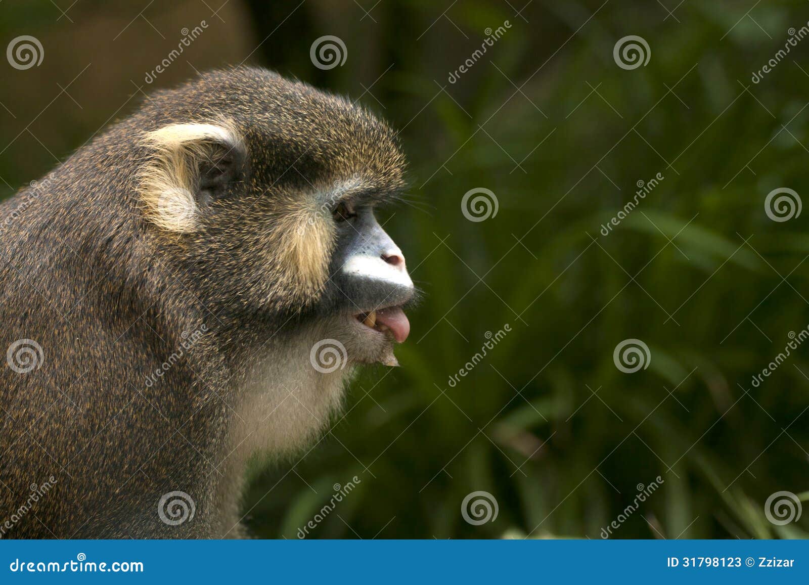 Moustached Monkey Portrait stock image. Image of monkey - 31798123