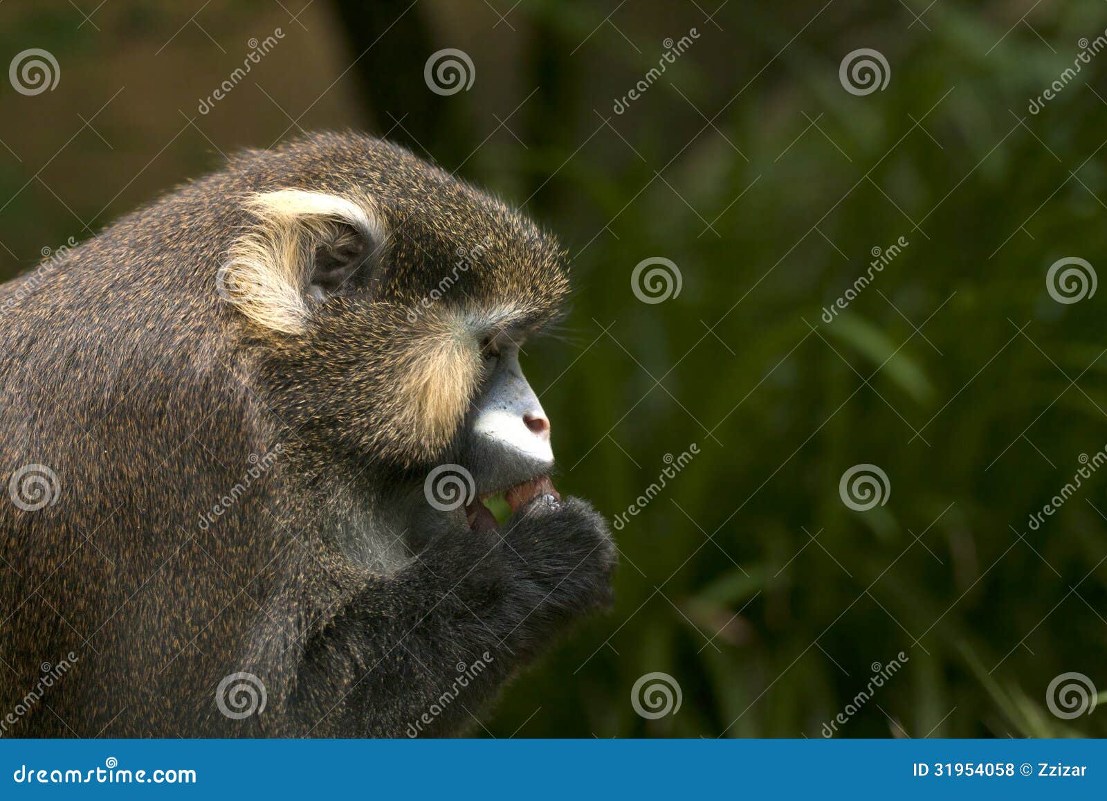 Moustached Monkey Portrait stock photo. Image of cephus - 31954058