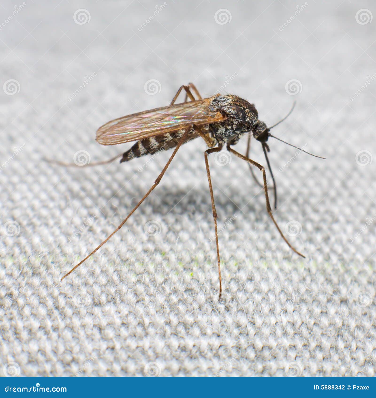 Moustique photo stock. Image du paludisme, moustique, insecte - 5888342