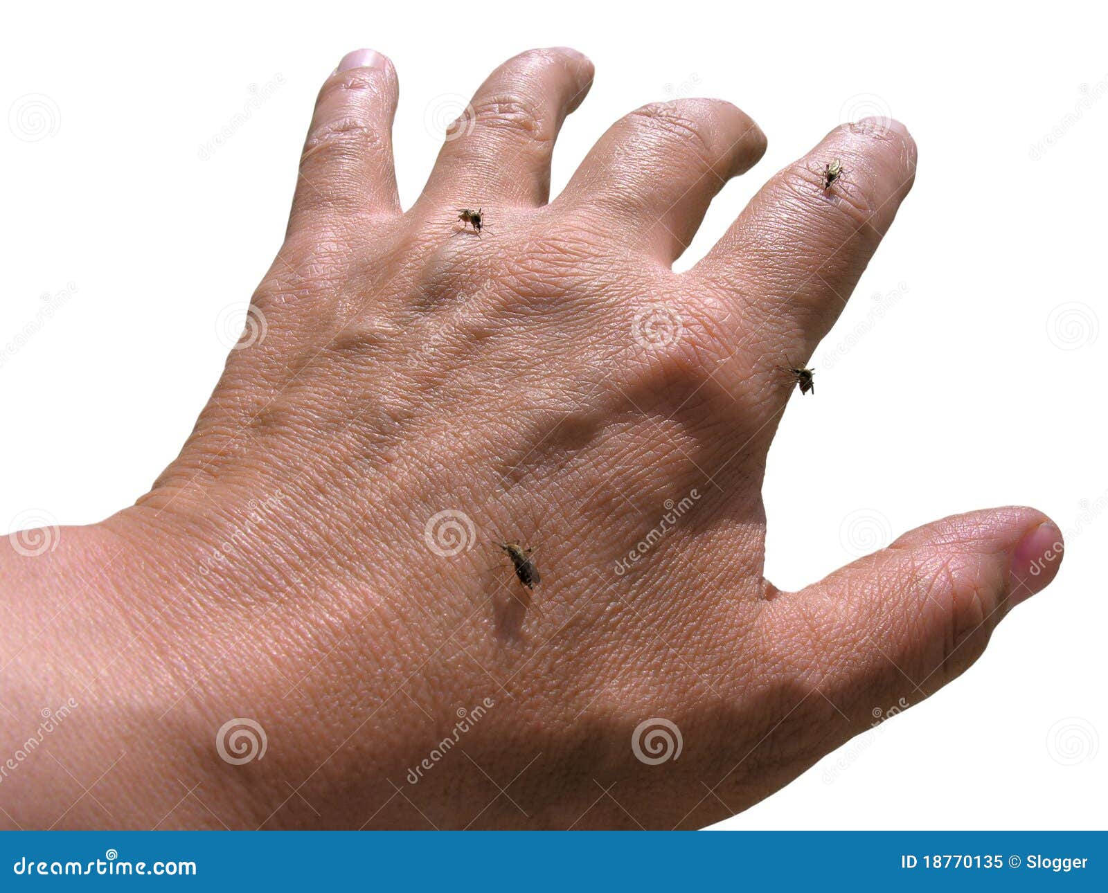 Moustiques sur la main image stock. Image du entomologie - 18770135