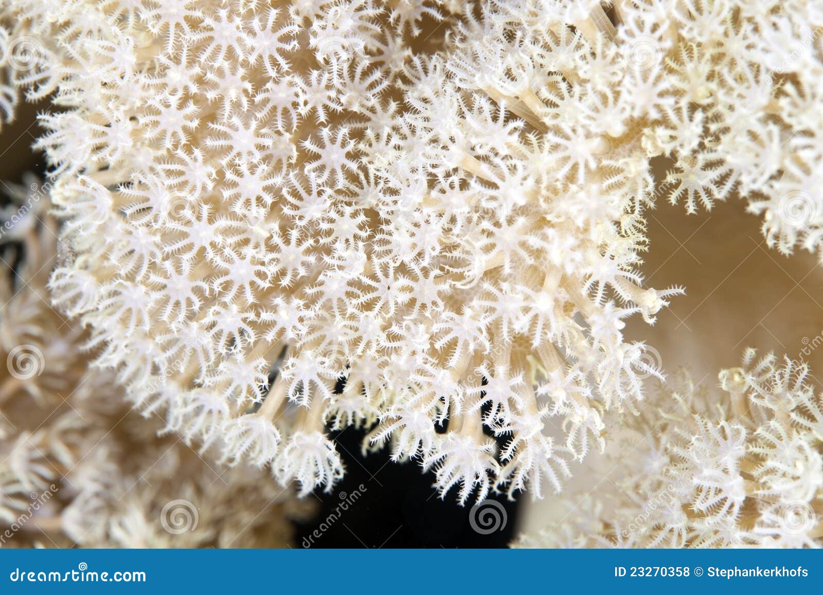 Adhesive Anemone Photos - Free & Royalty-Free Stock Photos from Dreamstime