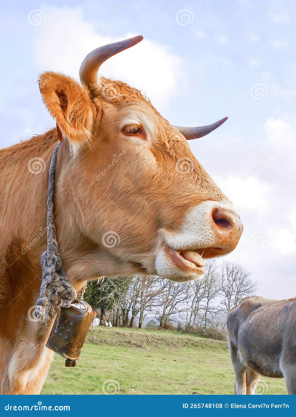 Mouth of Cow Ruminating in the Meadow. Stock Photo - Image of grazing ...