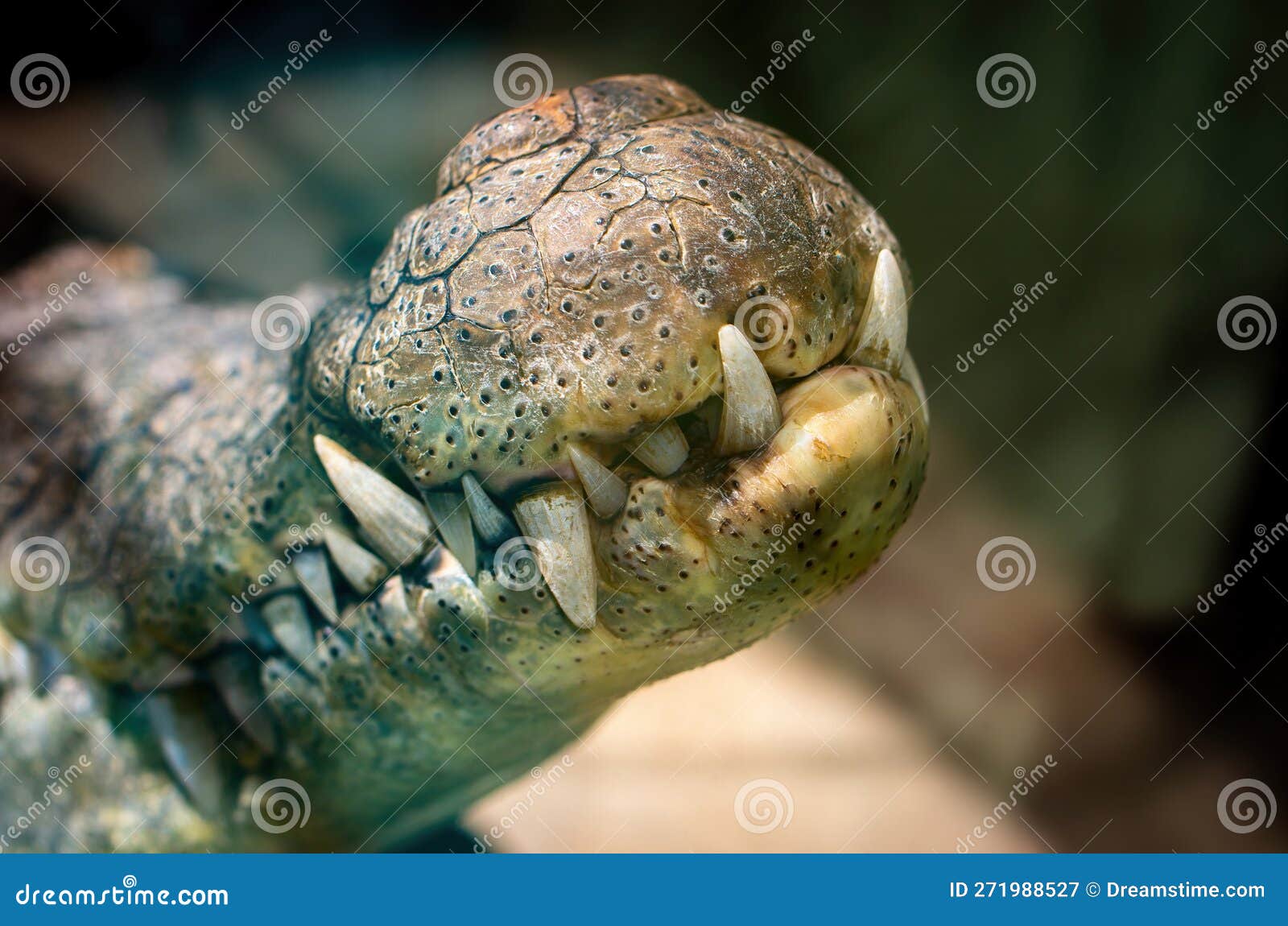 Mouth of a crocodile stock image. Image of carnivore - 271988527