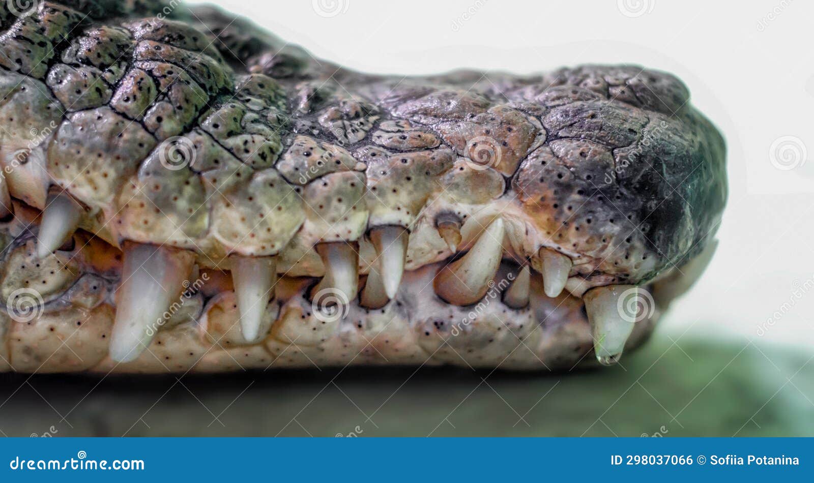 Mouth of a Crocodile with Sharp Fangs Close Up Stock Photo - Image of ...