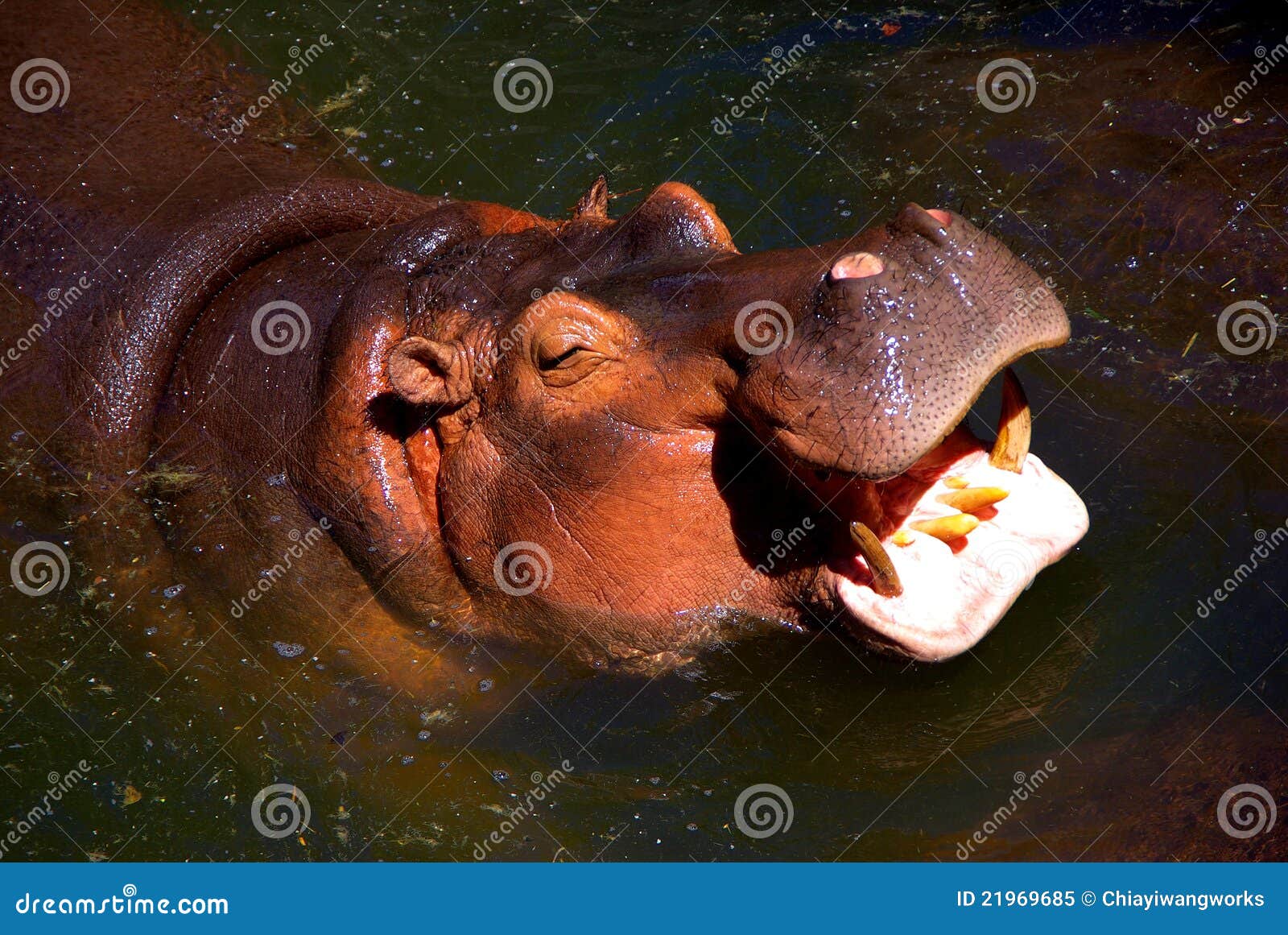Mouth of hippo stock image. Image of open, category, ferocious - 21969685
