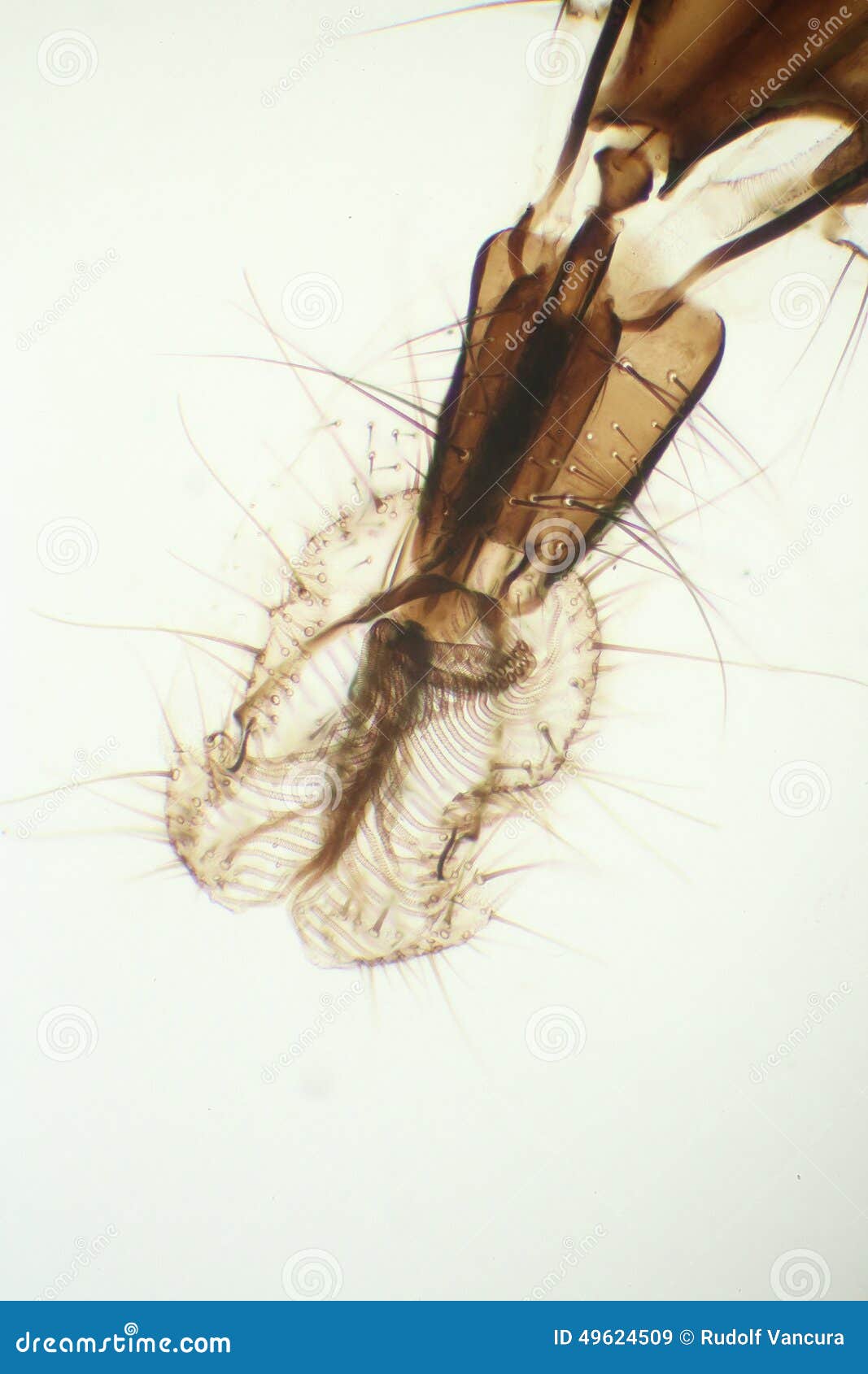 Mouth of a Housefly Under Microscope Stock Image - Image of housefly ...