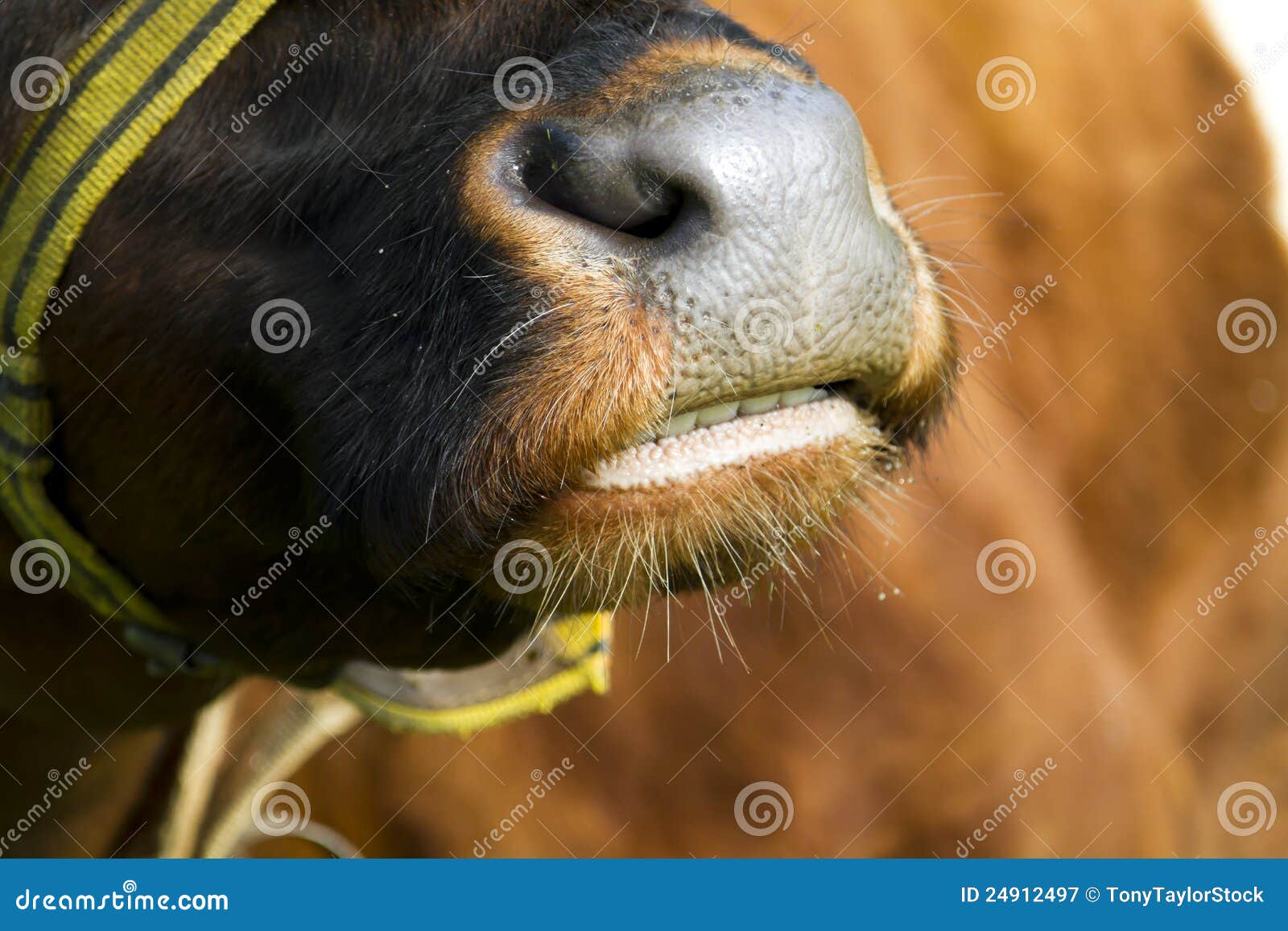 The Mouth of a Large Brown Bull Stock Image - Image of head, portrait ...