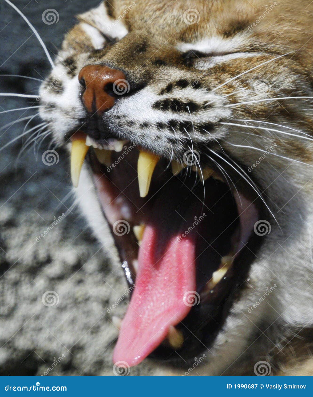 Mouth of a lynx stock image. Image of animal, predator - 1990687