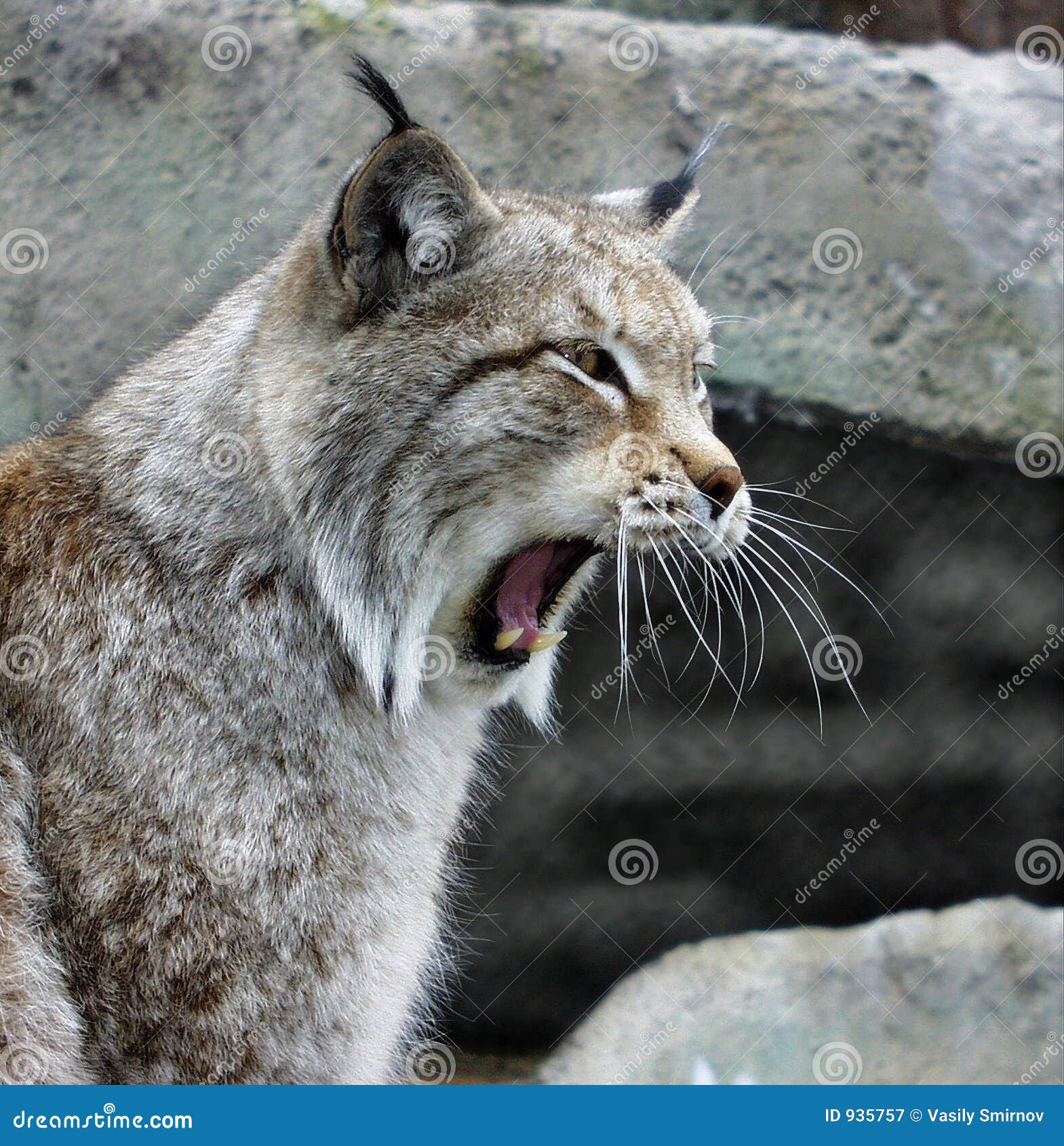 Mouth of a lynx stock image. Image of hunting, teeth, coat - 935757