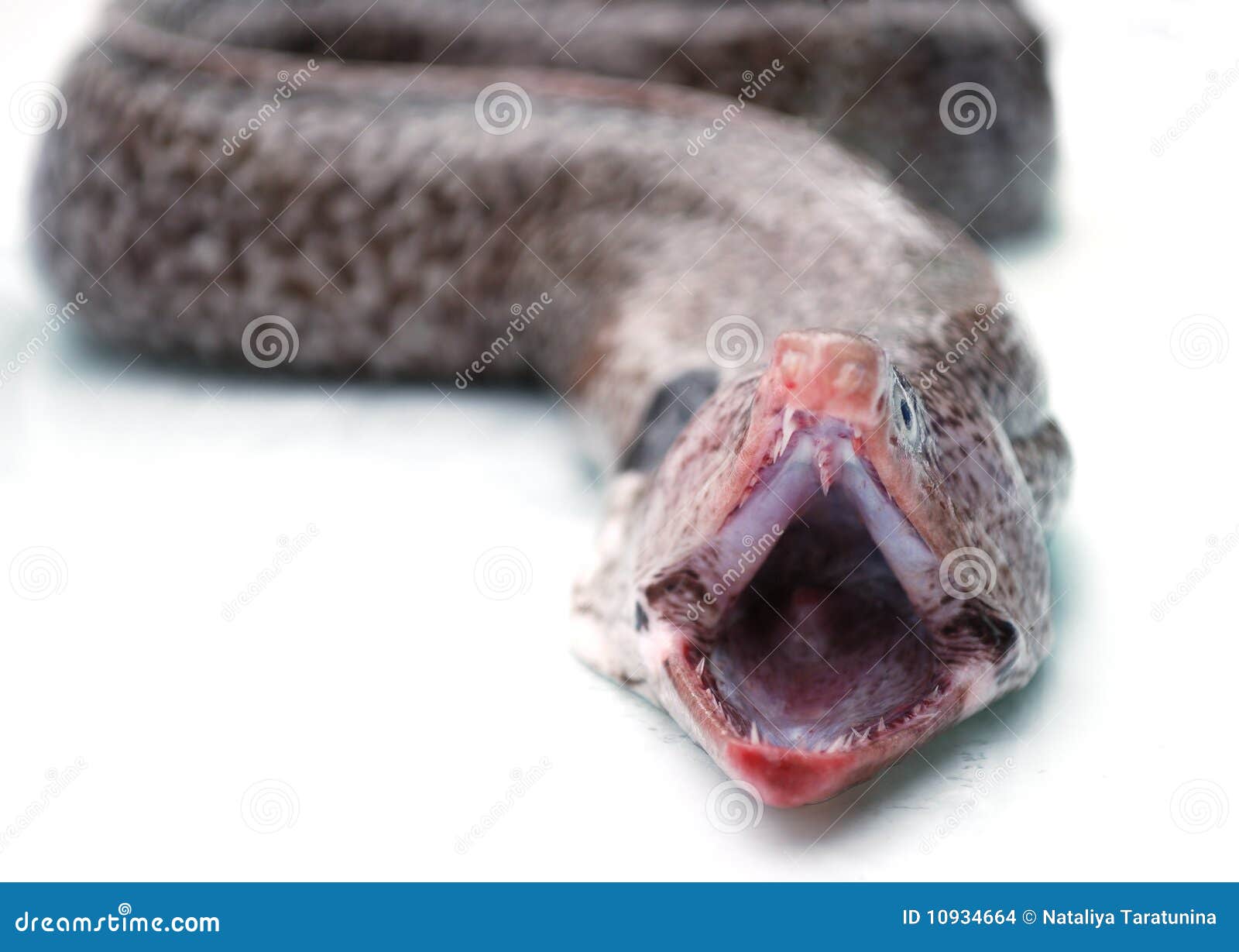 Mouth of Moray eel stock photo. Image of portrait, fish - 10934664