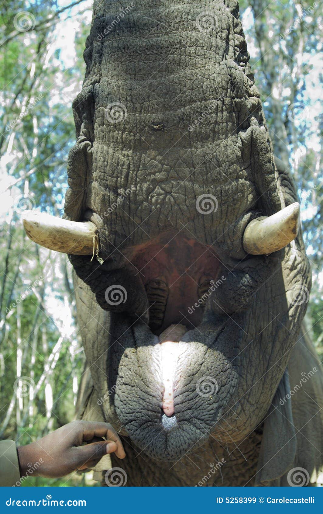 Mouth open of an elephant stock image. Image of african - 5258399
