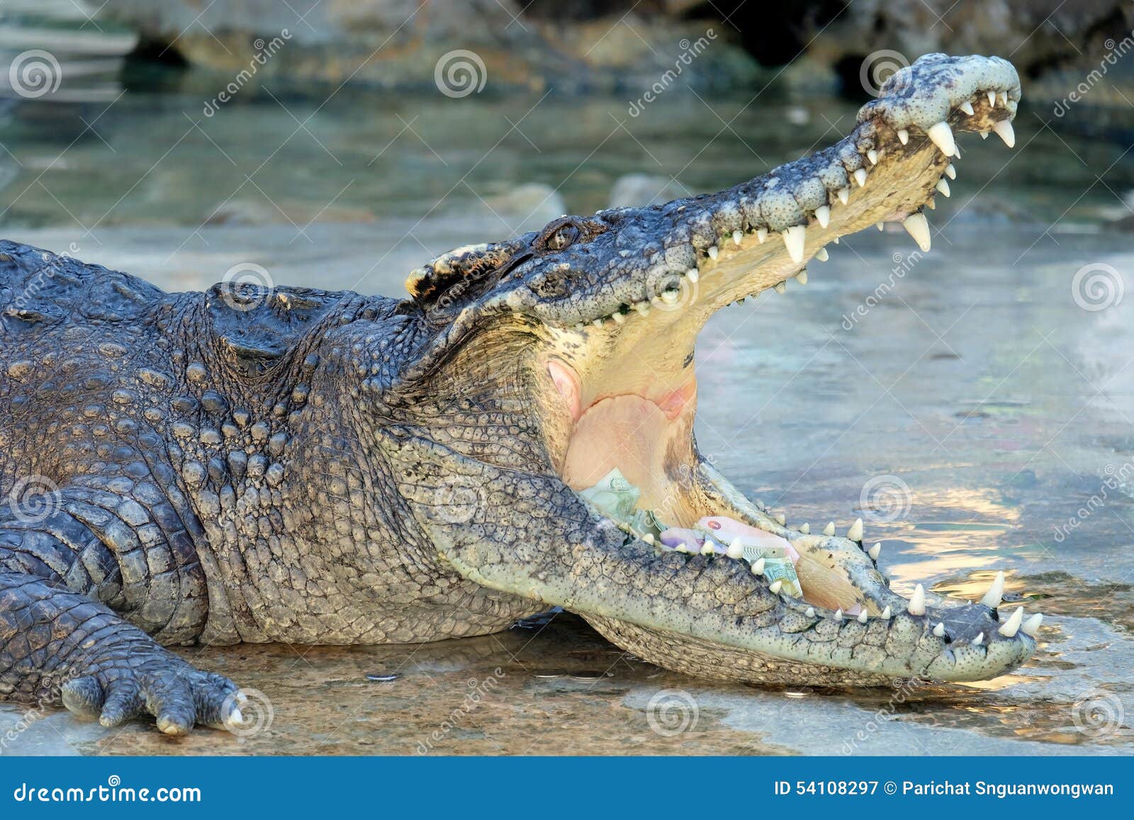 Crocodile Money Mouth Stock Photos - 24 Images