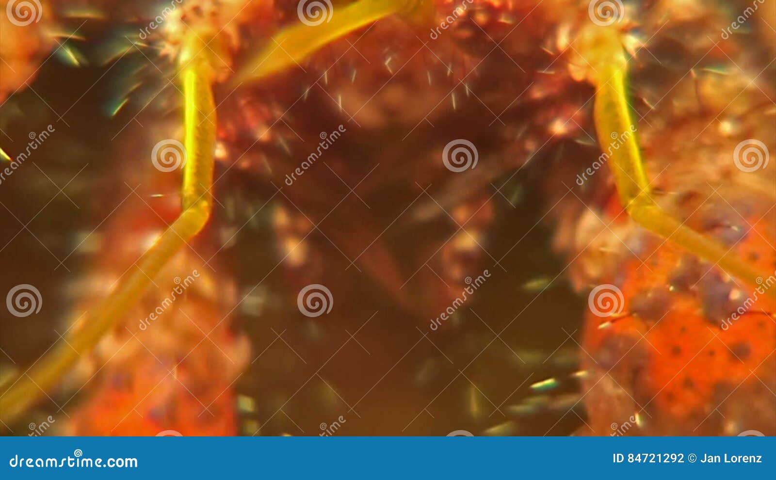 Mouth Parts of a Hermit Crab Stock Footage - Video of reef, shell: 84721292