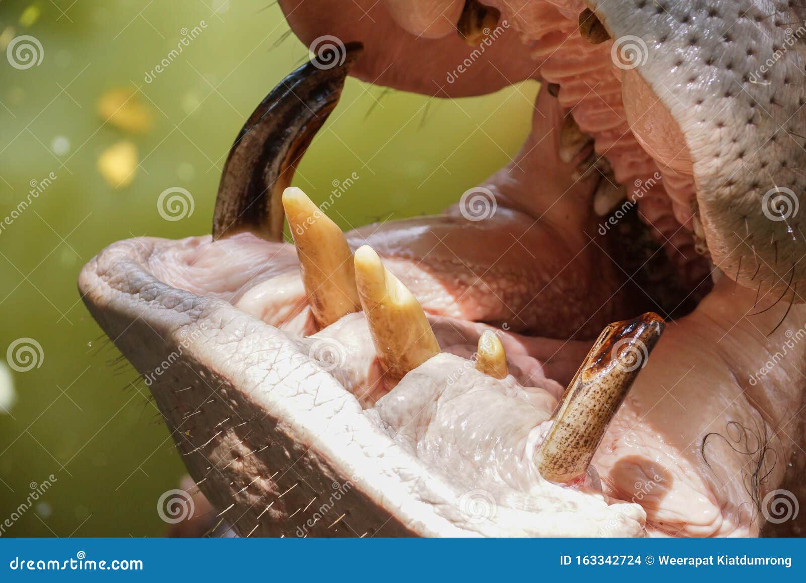 A Mouth and Teeth of a Hippopotamus Stock Photo - Image of conservation ...