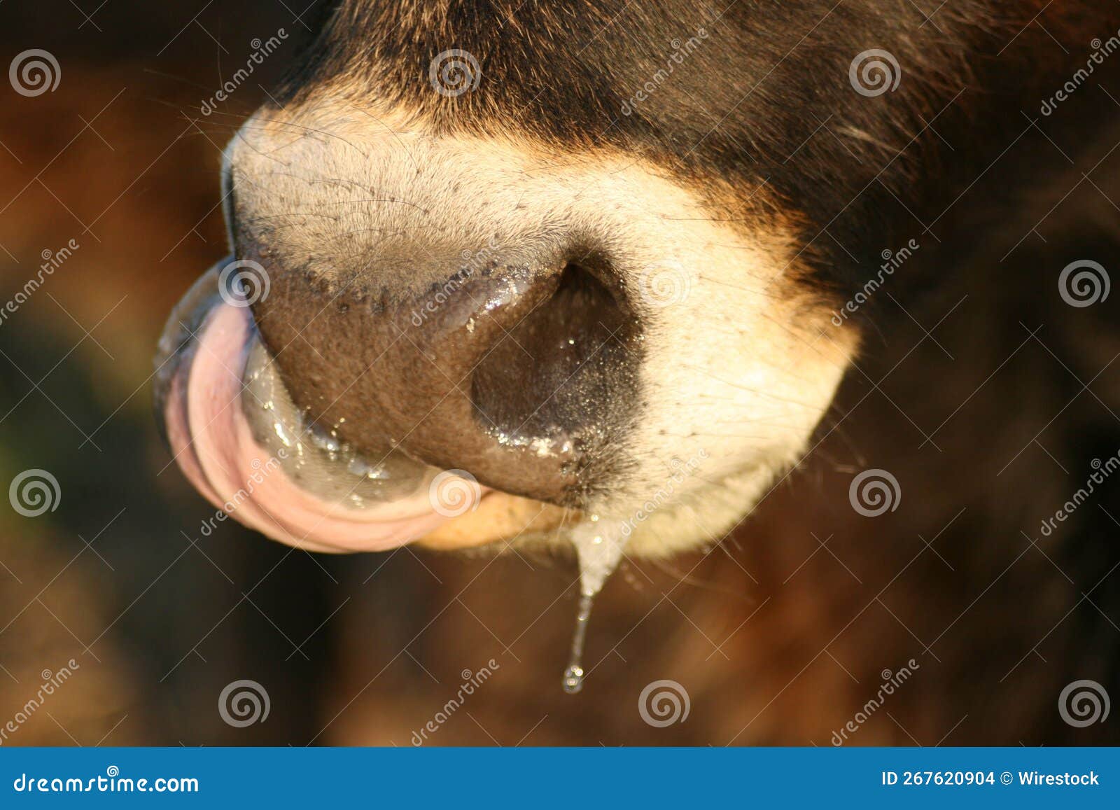 Mouth and the Tongue of a Cow Stock Photo - Image of face, nature ...