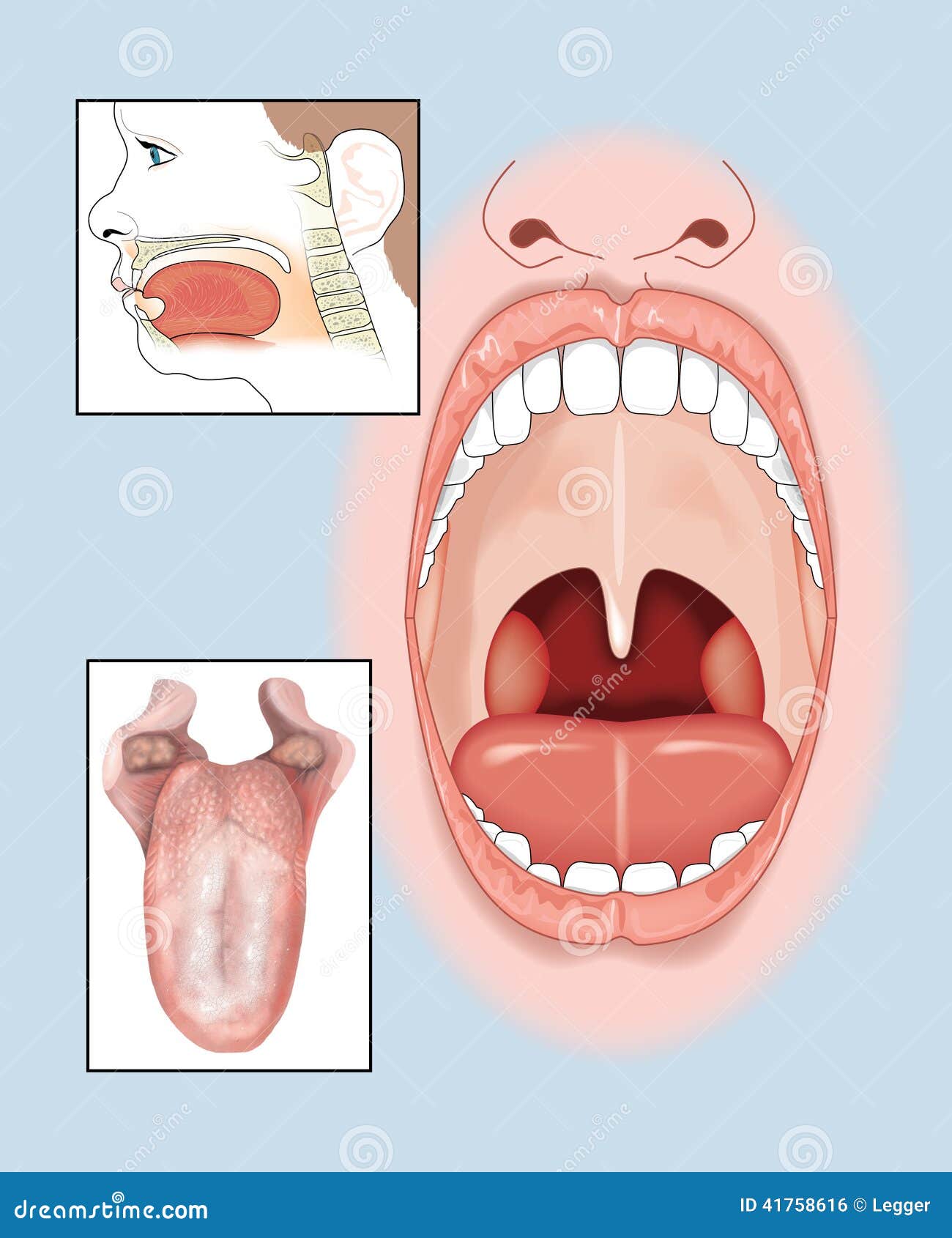 The mouth and tongue stock illustration. Illustration of palate - 41758616