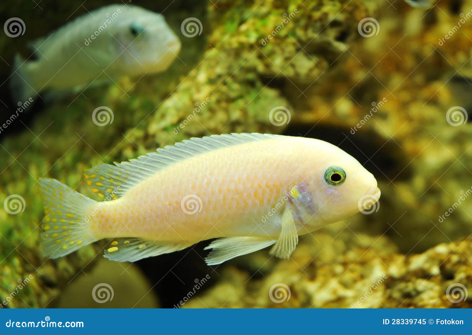 Mouthbrooding fish stock image. Image of oral, nature - 28339745