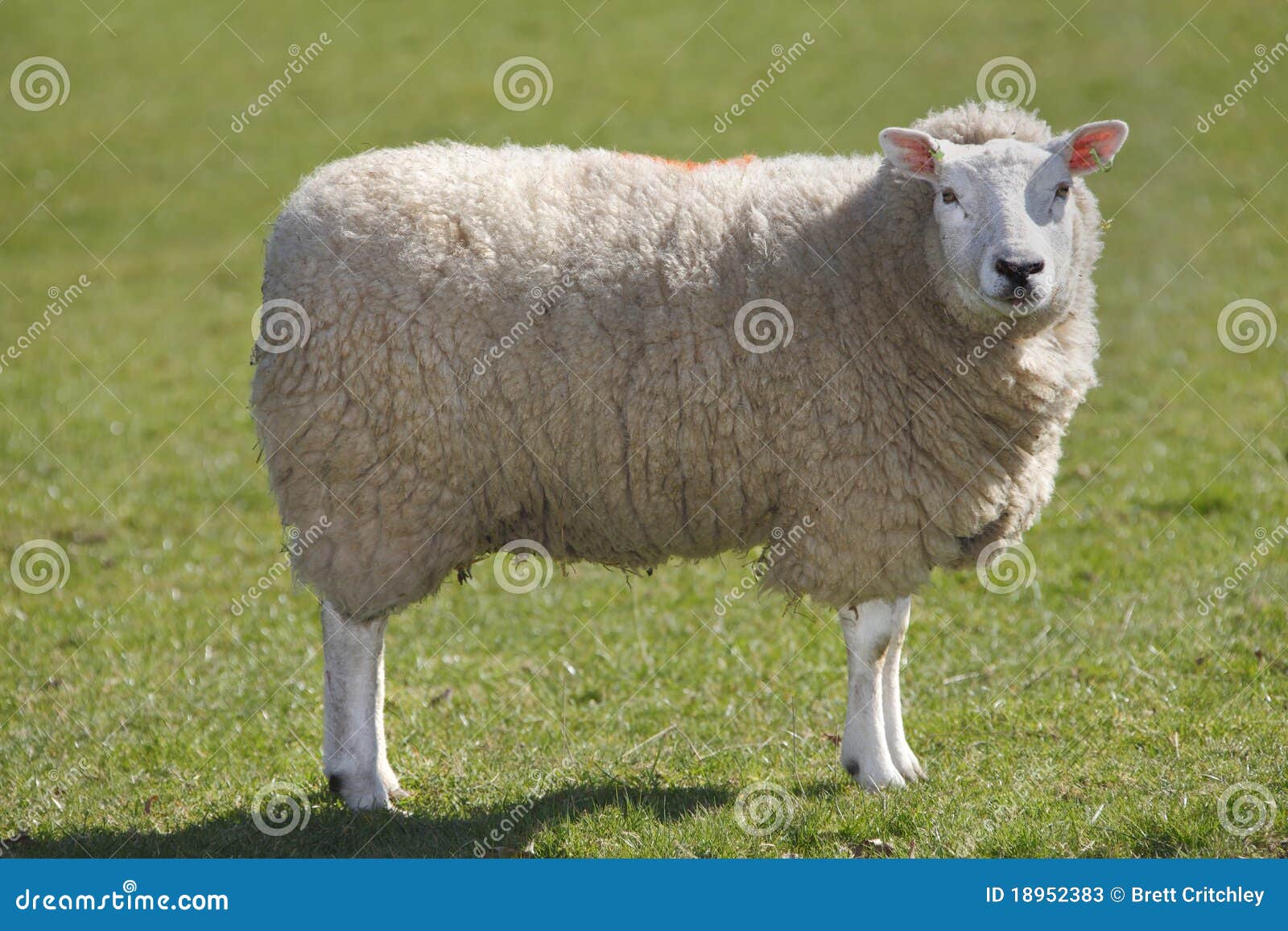 Moutons image stock. Image du agriculture, bétail, adulte - 18952383