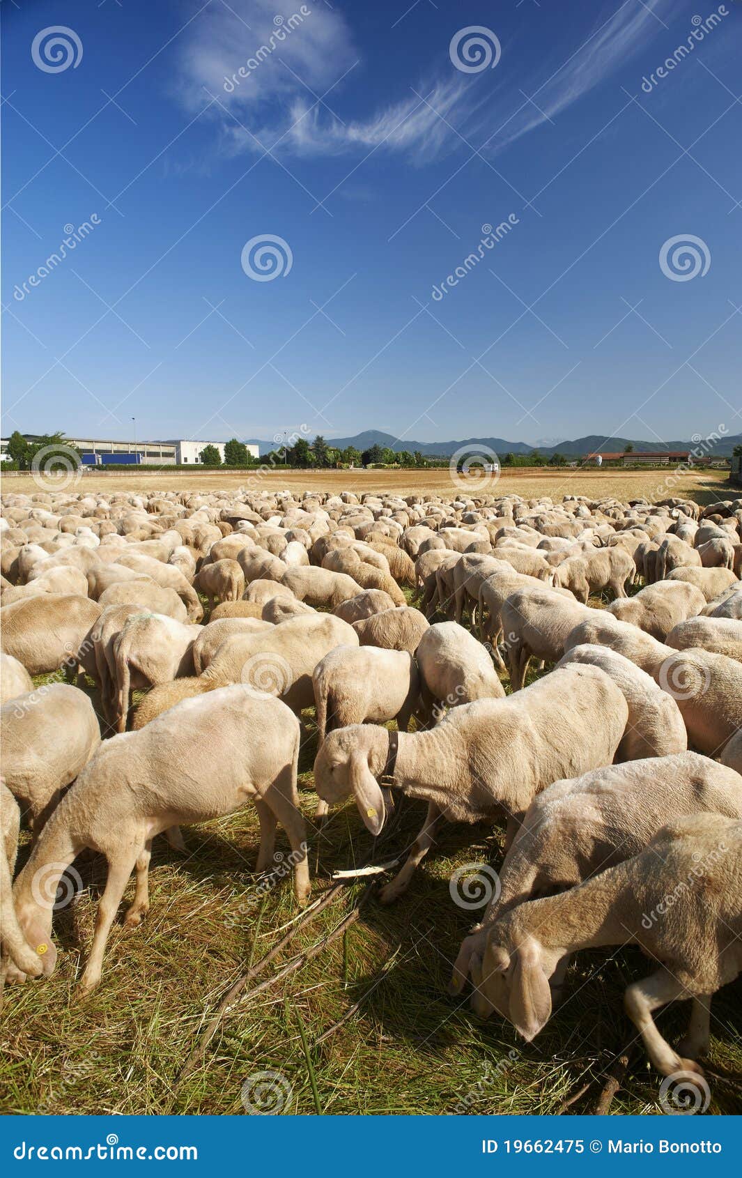 Moutons image stock. Image du zone, herbe, mammifère - 19662475