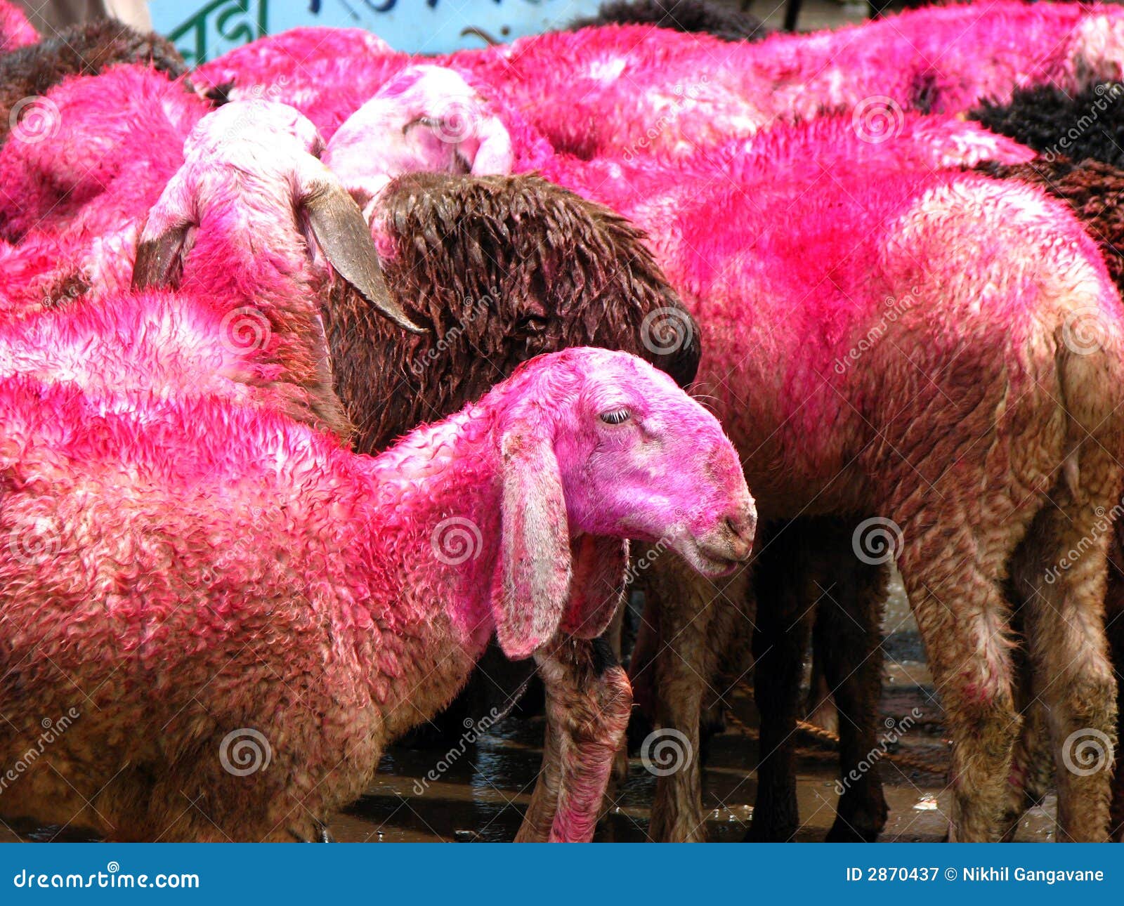 Moutons dans le rose image stock. Image du mammifères - 2870437