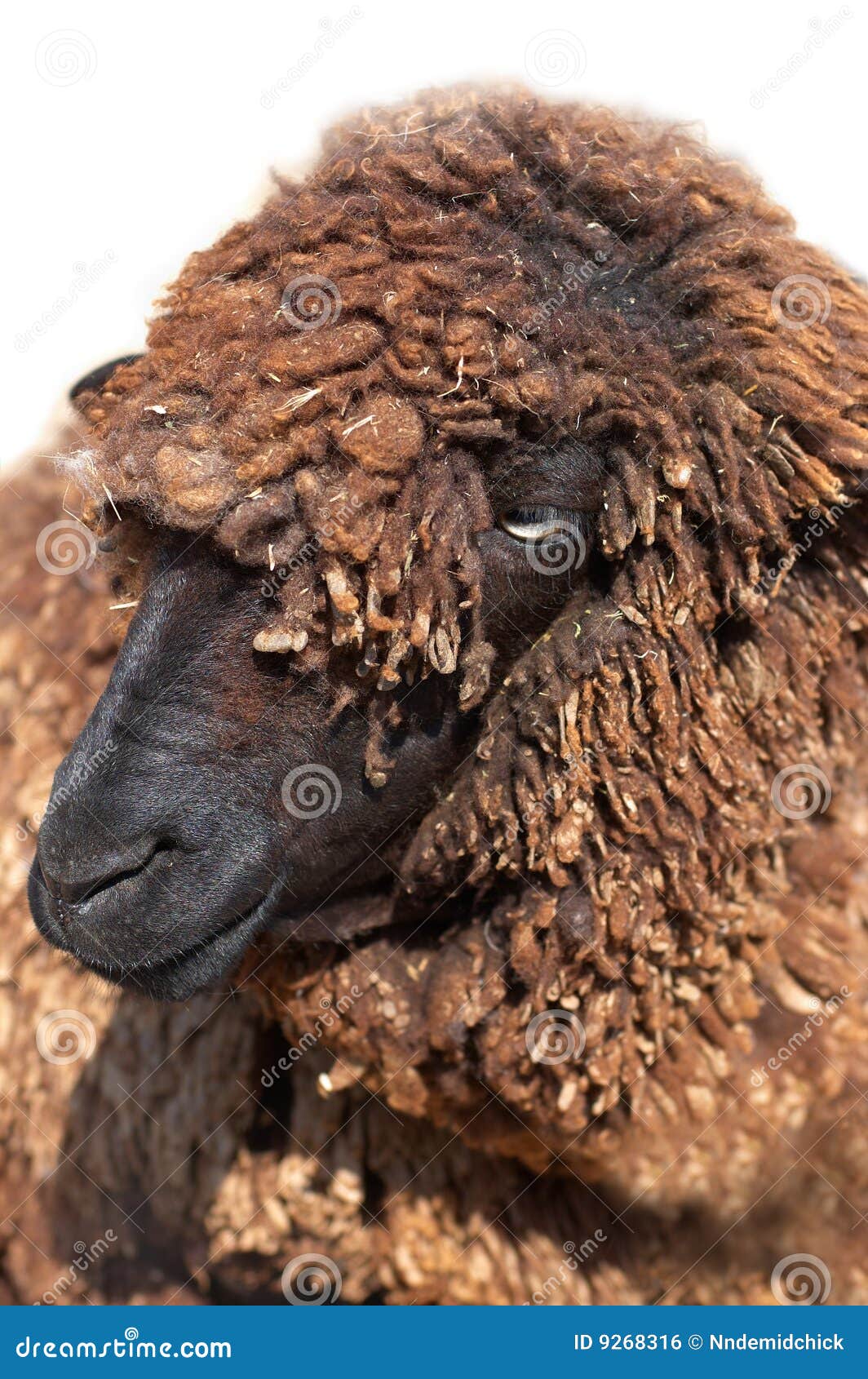 Moutons de caracul photo stock. Image du caracul, ferme - 9268316