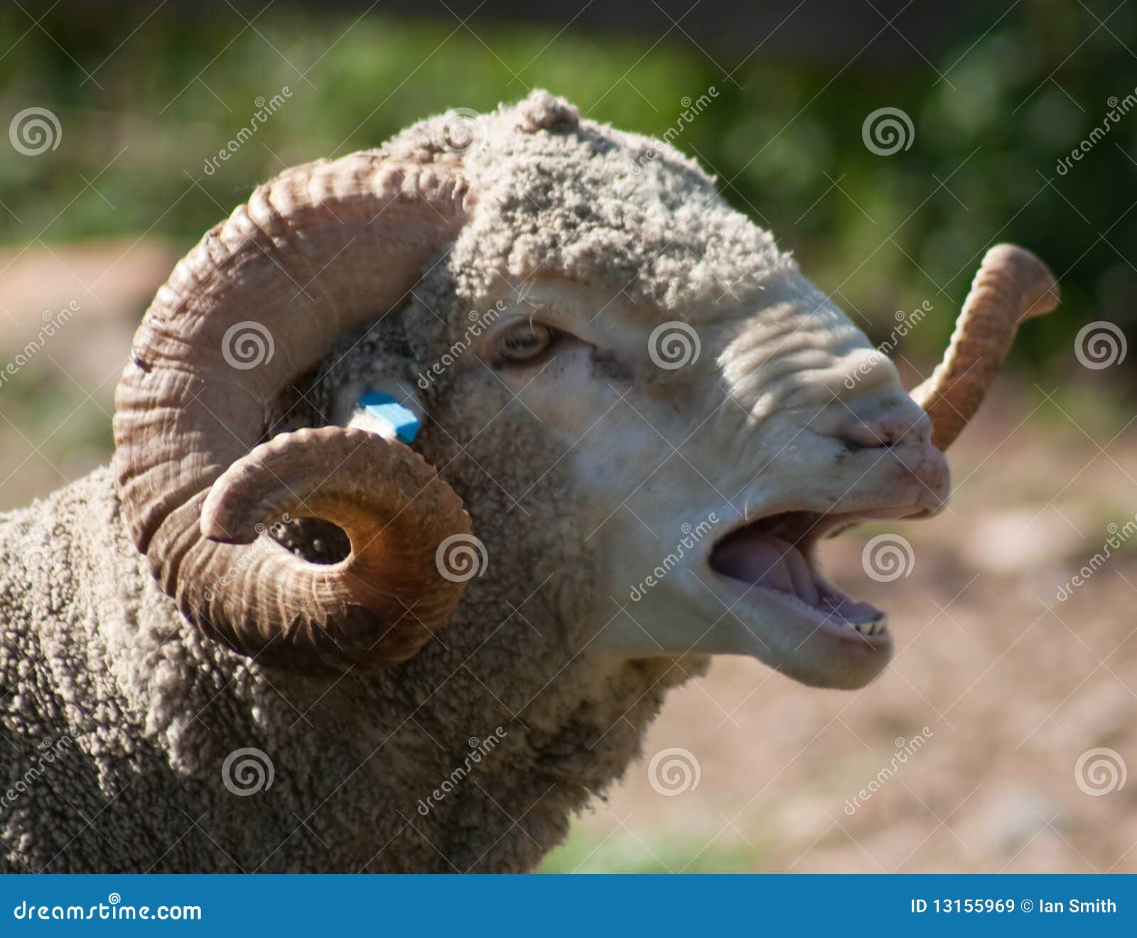 Moutons parlants image stock. Image du testostérone, étiquette - 13155969
