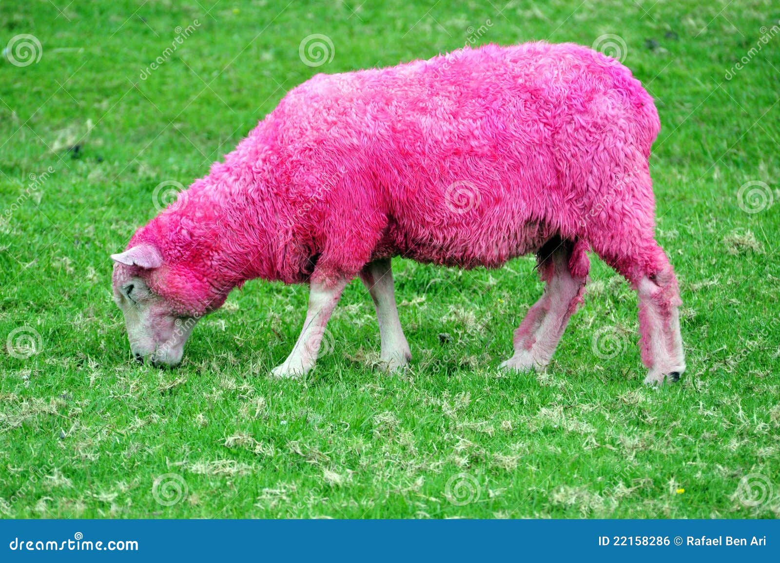 Moutons roses photo stock. Image du rire, zone, coloré - 22158286