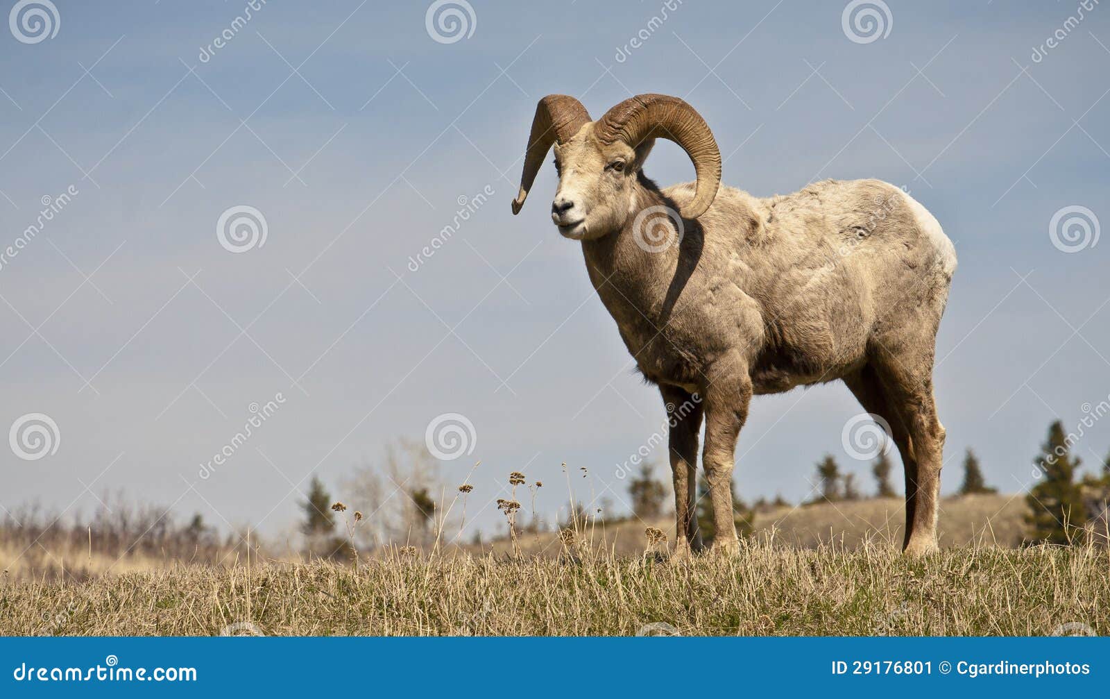 Moutons Sauvages De Big Horn Image stock - Image du klaxon, canada ...