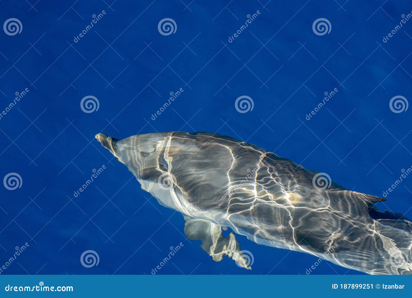 Move Effect on Dolphin while Jumping in the Deep Blue Sea Stock Image ...