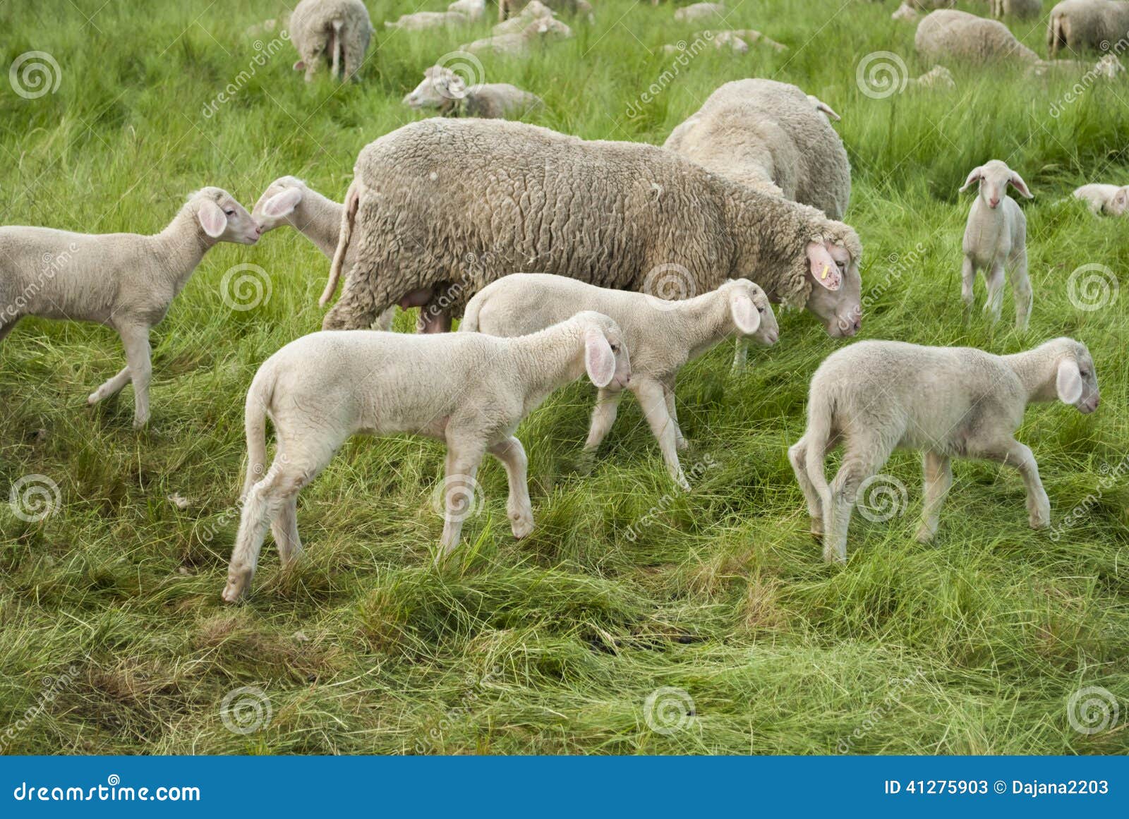 On the Move stock image. Image of field, animals, mammal - 41275903