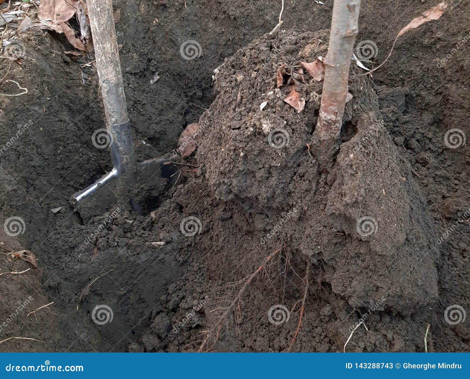 Move Tree To Another Place, Digging Around it Stock Image - Image of ...
