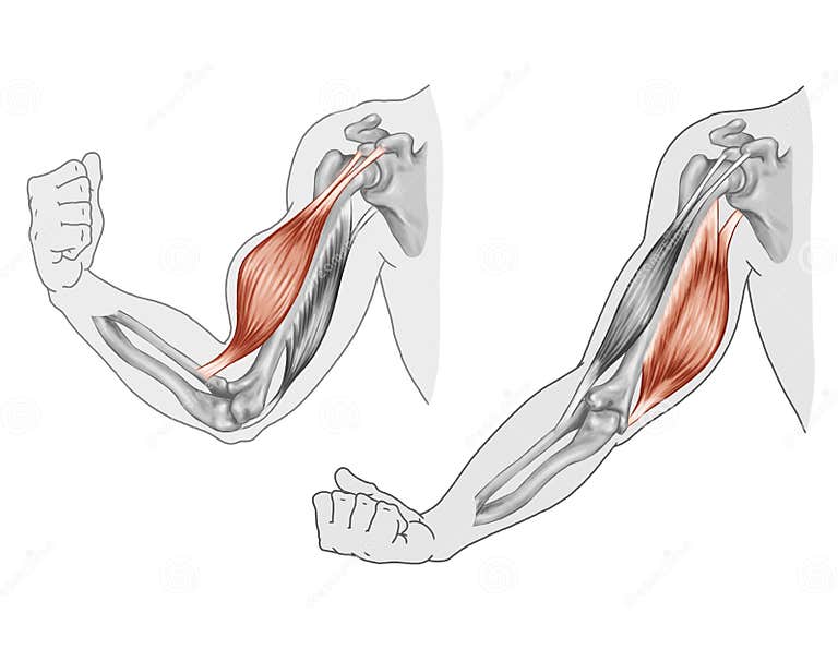 Movement of the Arm and Hand Muscles Stock Illustration - Illustration ...