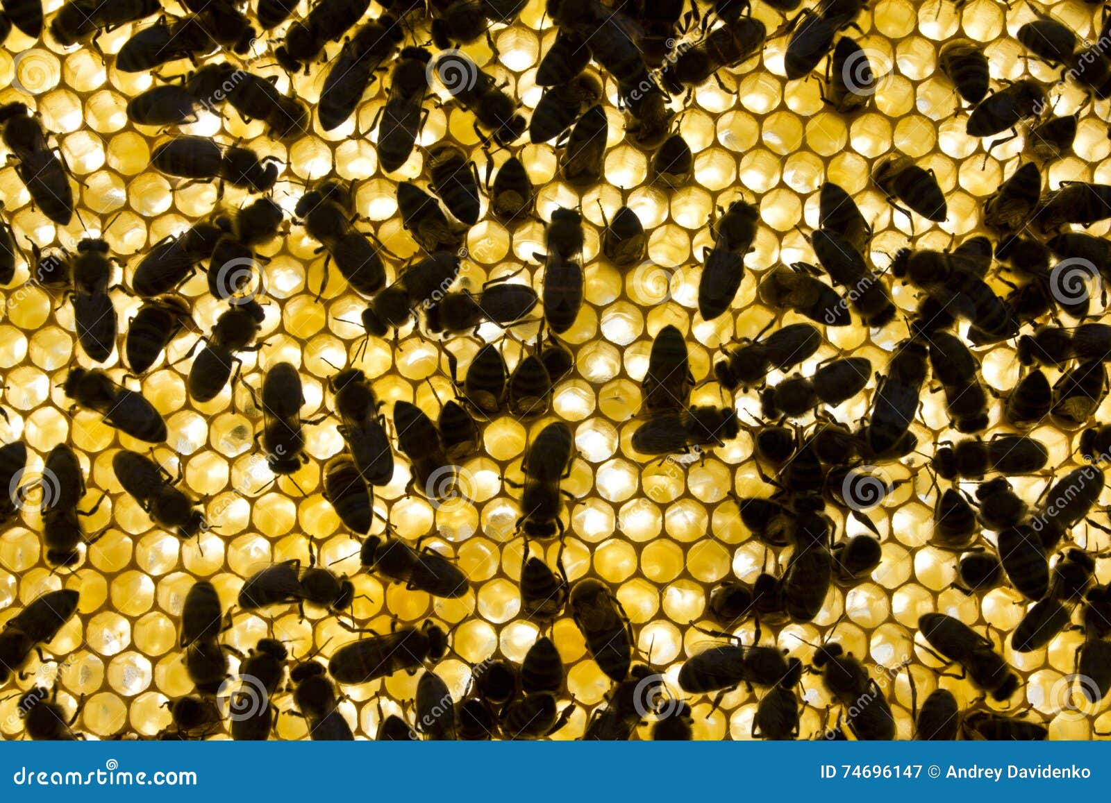 Movement of Bees on a Honeycomb. Stock Image - Image of shadow ...