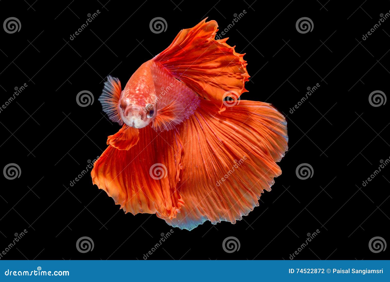 Movement of Betta fish stock photo. Image of action, aggressive - 74522872