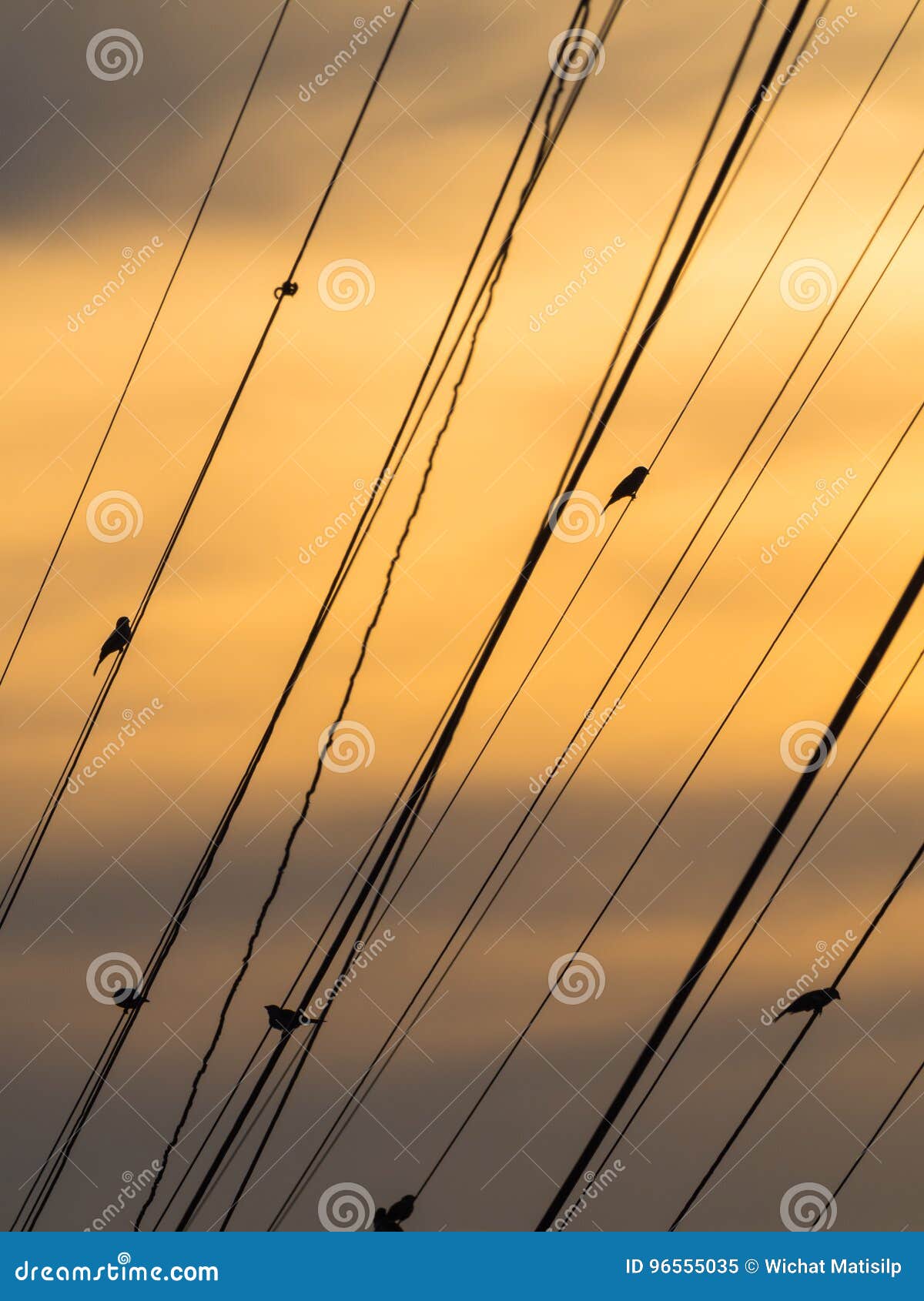 Movement of Birds stock image. Image of perched, landscape - 96555035