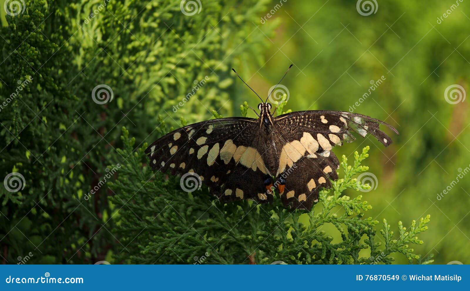 Movement of Butterfly stock image. Image of blue, flower - 76870549