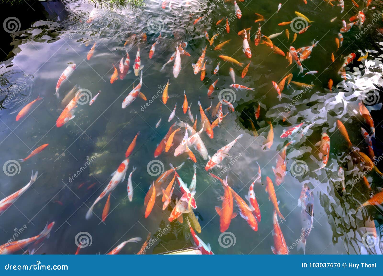 Movement Group of Colorful Koi Fish in Clear Water. Stock Photo - Image ... Movement Group of Colorful Koi Fish in Clear Water. Stock Photo - Image ...