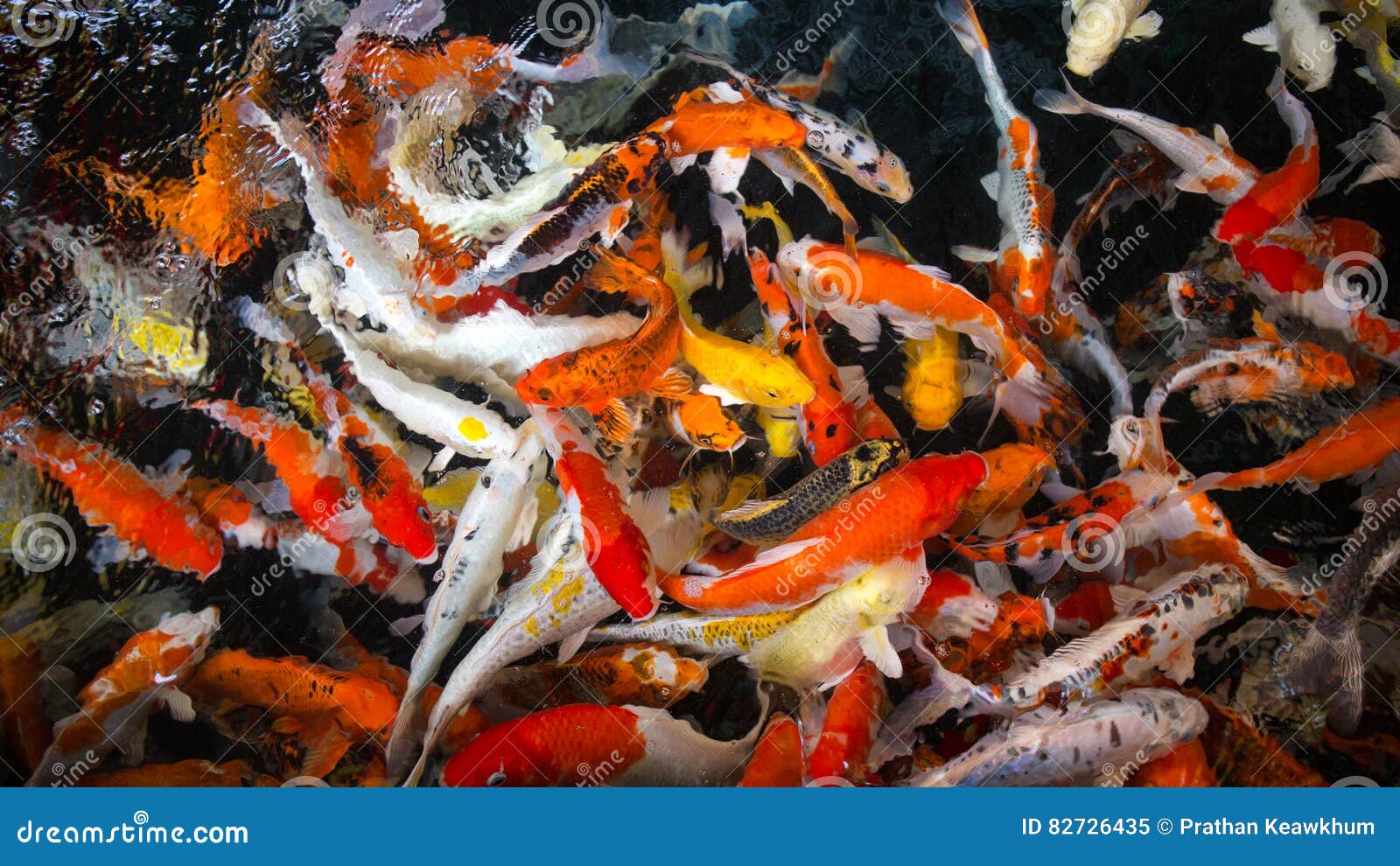 Movement Group of Colorful Young Koi Fish in Clear Water Aquarium Stock ... Movement Group of Colorful Young Koi Fish in Clear Water Aquarium Stock ...