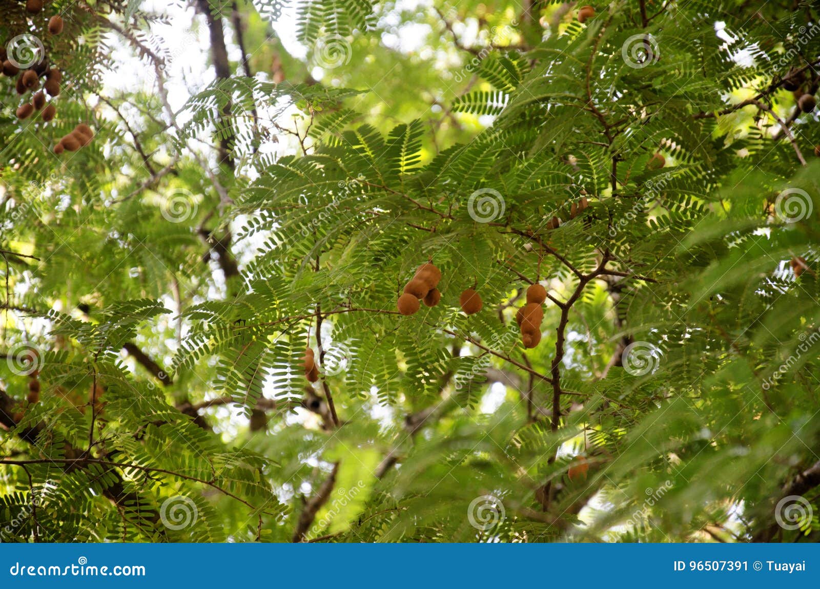 Branch Of Tamarind On Green Background Stock Photography ...