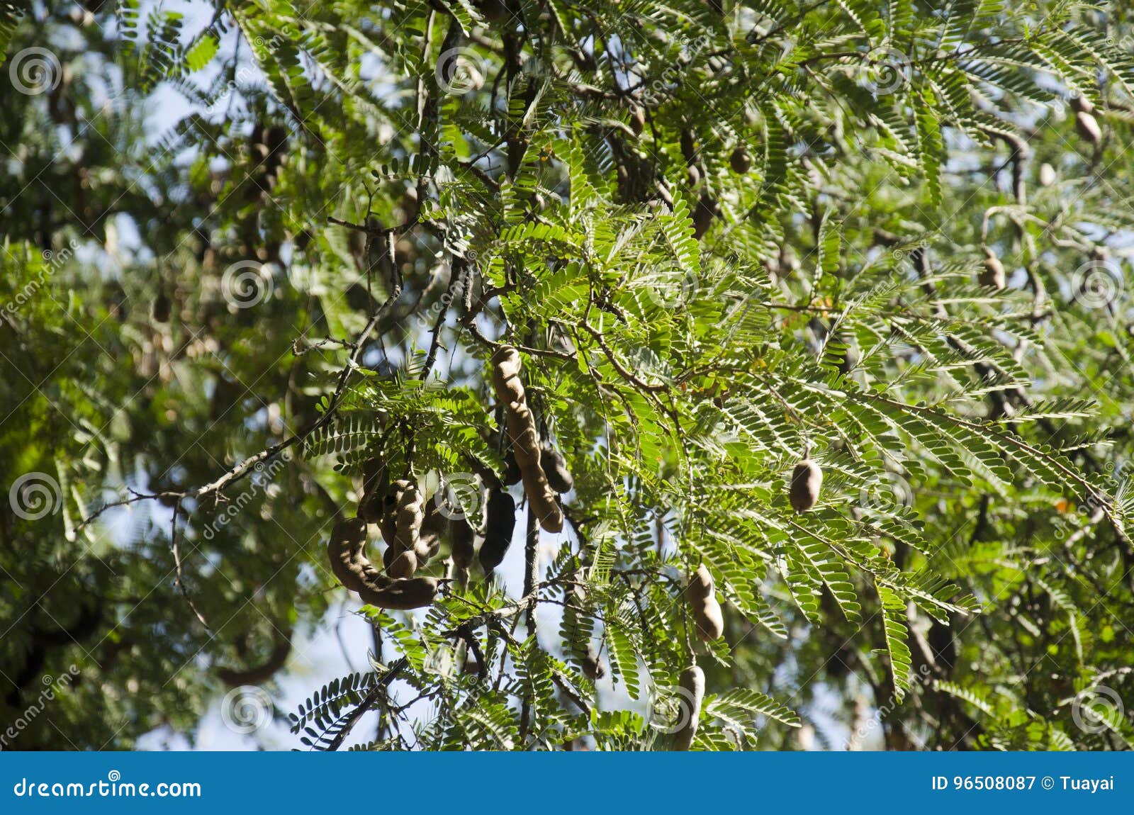 Branch Of Tamarind On Green Background Stock Photography ...