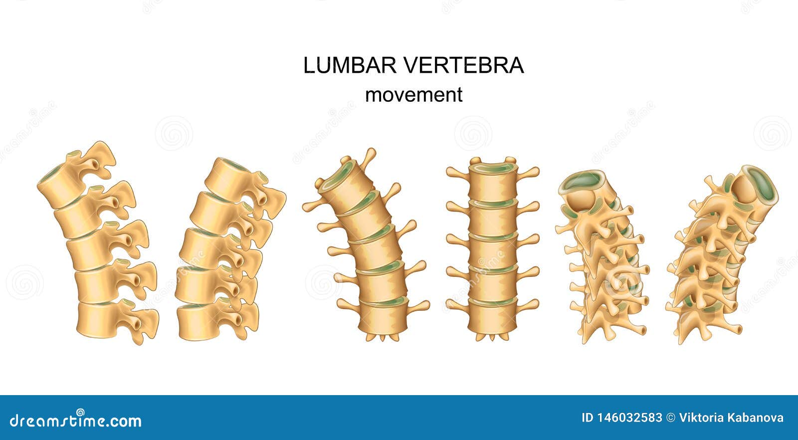 Movement in Lumbar Vertebrae Stock Vector - Illustration of hernia ...
