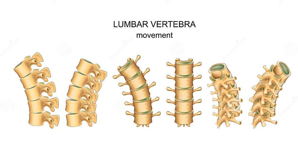 Movement in Lumbar Vertebrae Stock Vector - Illustration of hernia ...